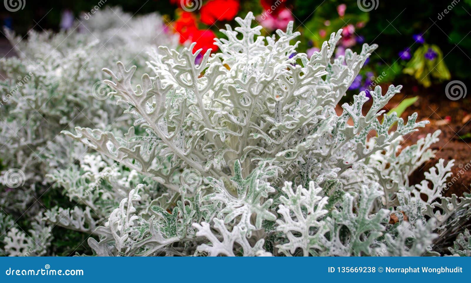 Dusty Miller Flower stock photo. Image of silver, green - 135669238