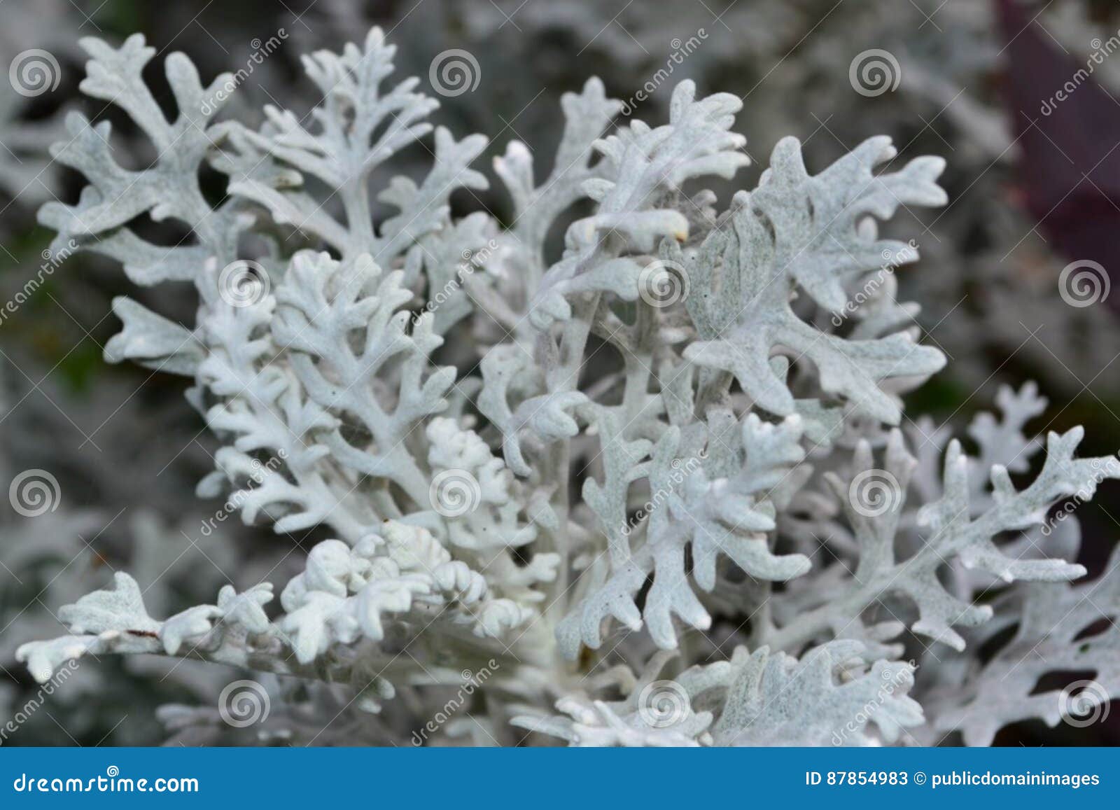 Dusty-miller-plant Picture. Image: 87854983