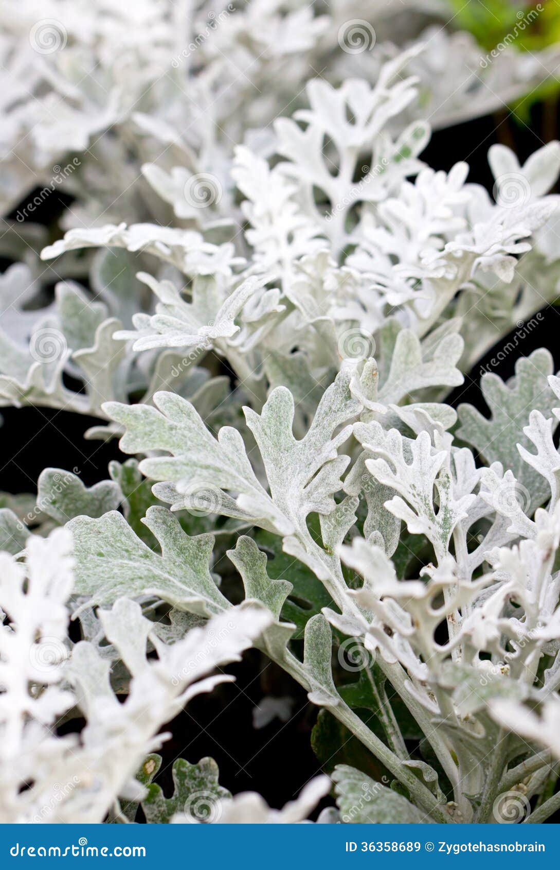 Dusty Miller Plant. stock image. Image of curled, green - 36358689