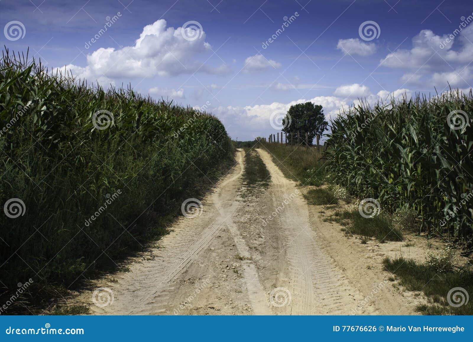 A dusty path between corn stock photo. Image of plants - 77676626