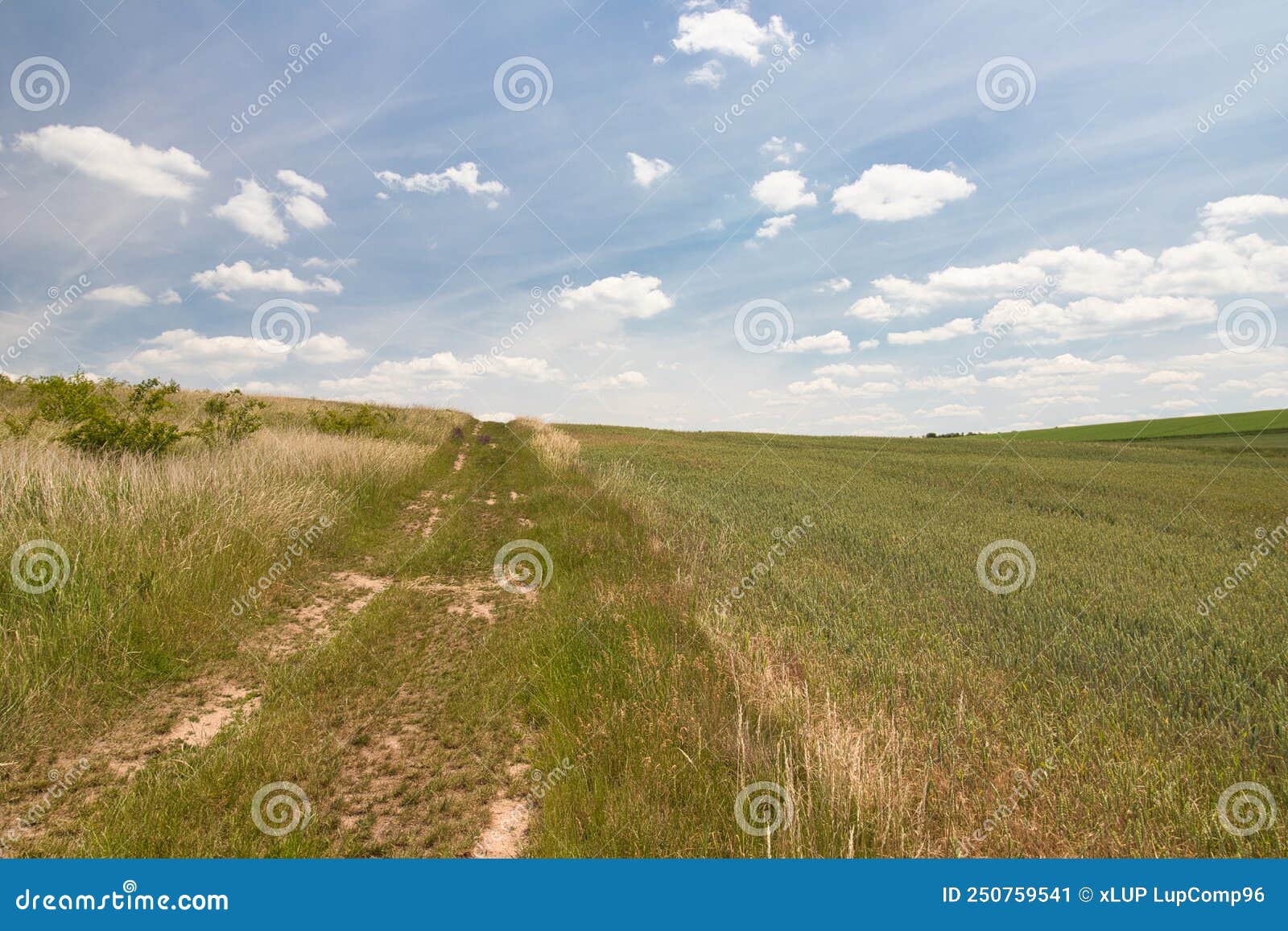 A Dusty Path between Grain Fields in Spring Day Under White Clouds ...