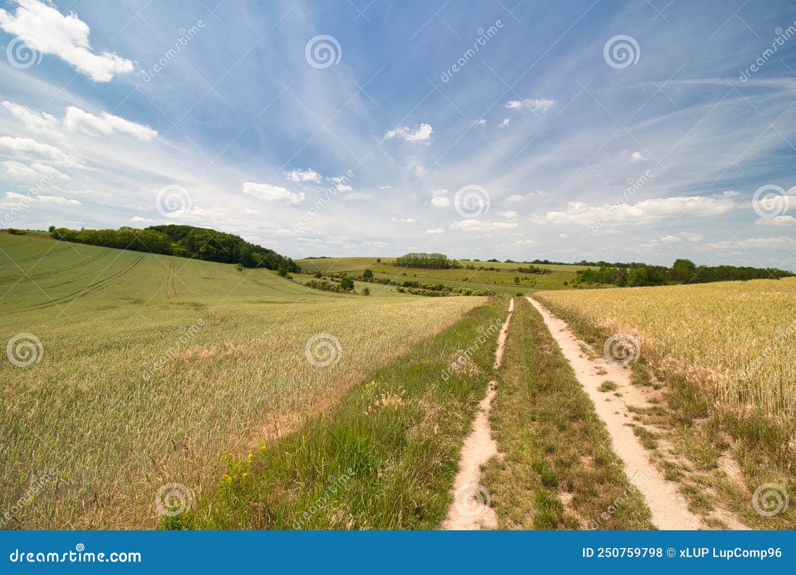 A Dusty Path between Grain Fields in Spring Day Under White Clouds ...