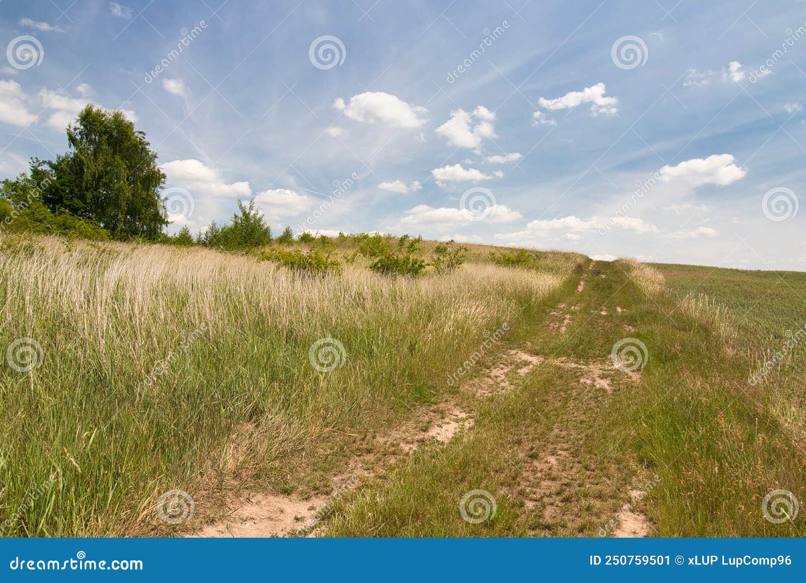 A Dusty Path between Grain Fields in Spring Day Under White Clouds ...