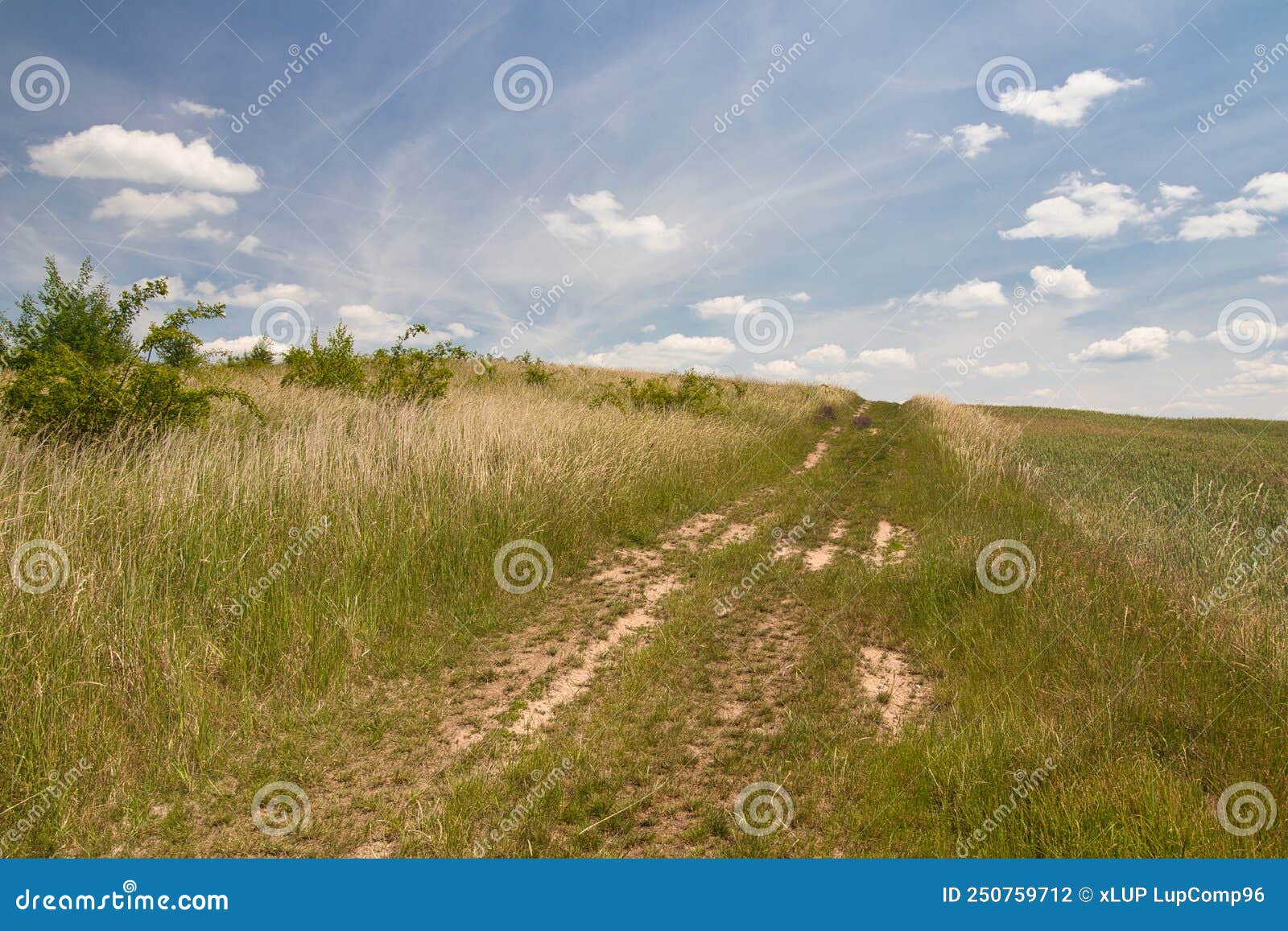 A Dusty Path between Grain Fields in Spring Day Under White Clouds ...