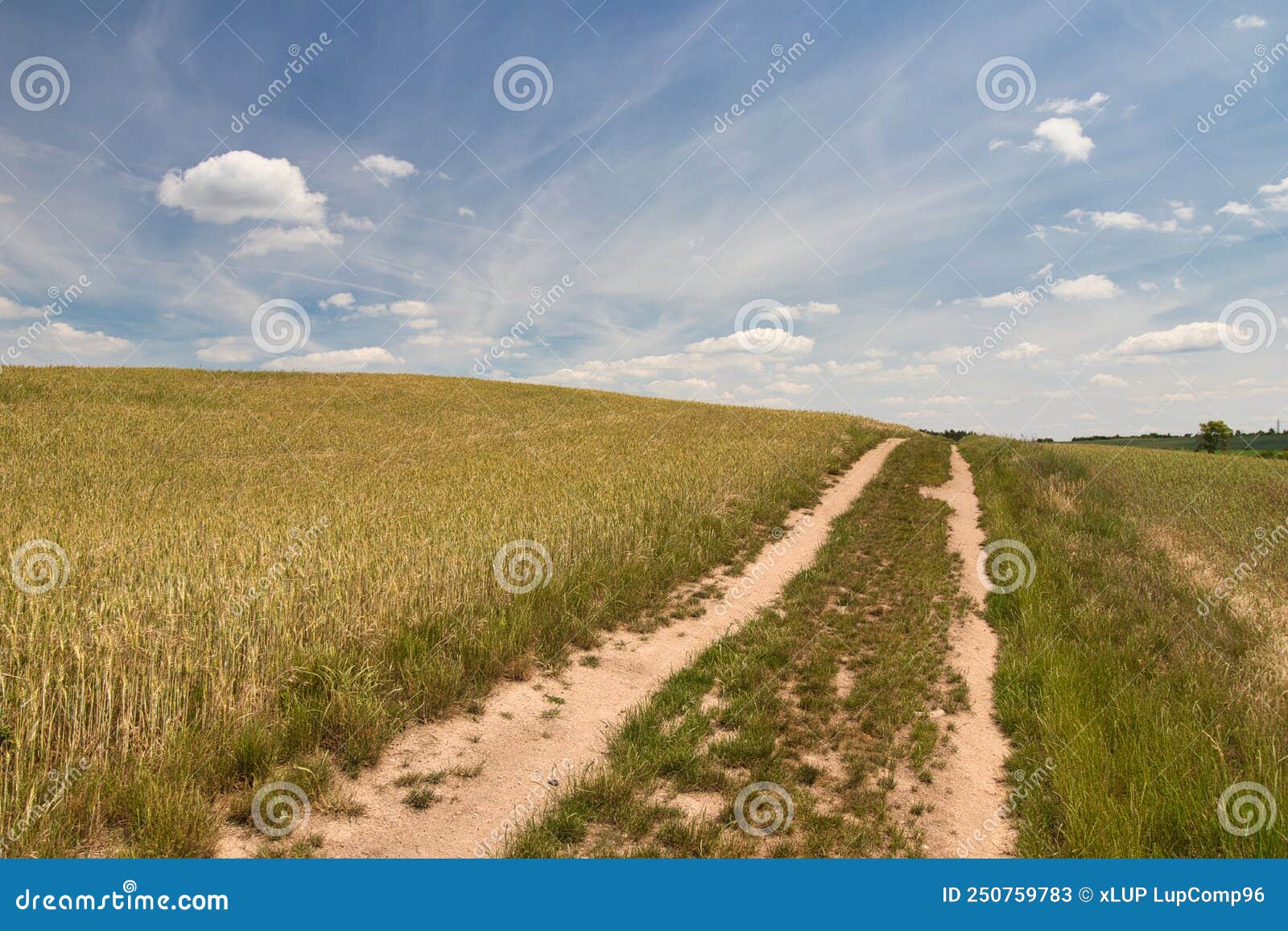 A Dusty Path between Grain Fields in Spring Day Under White Clouds ...