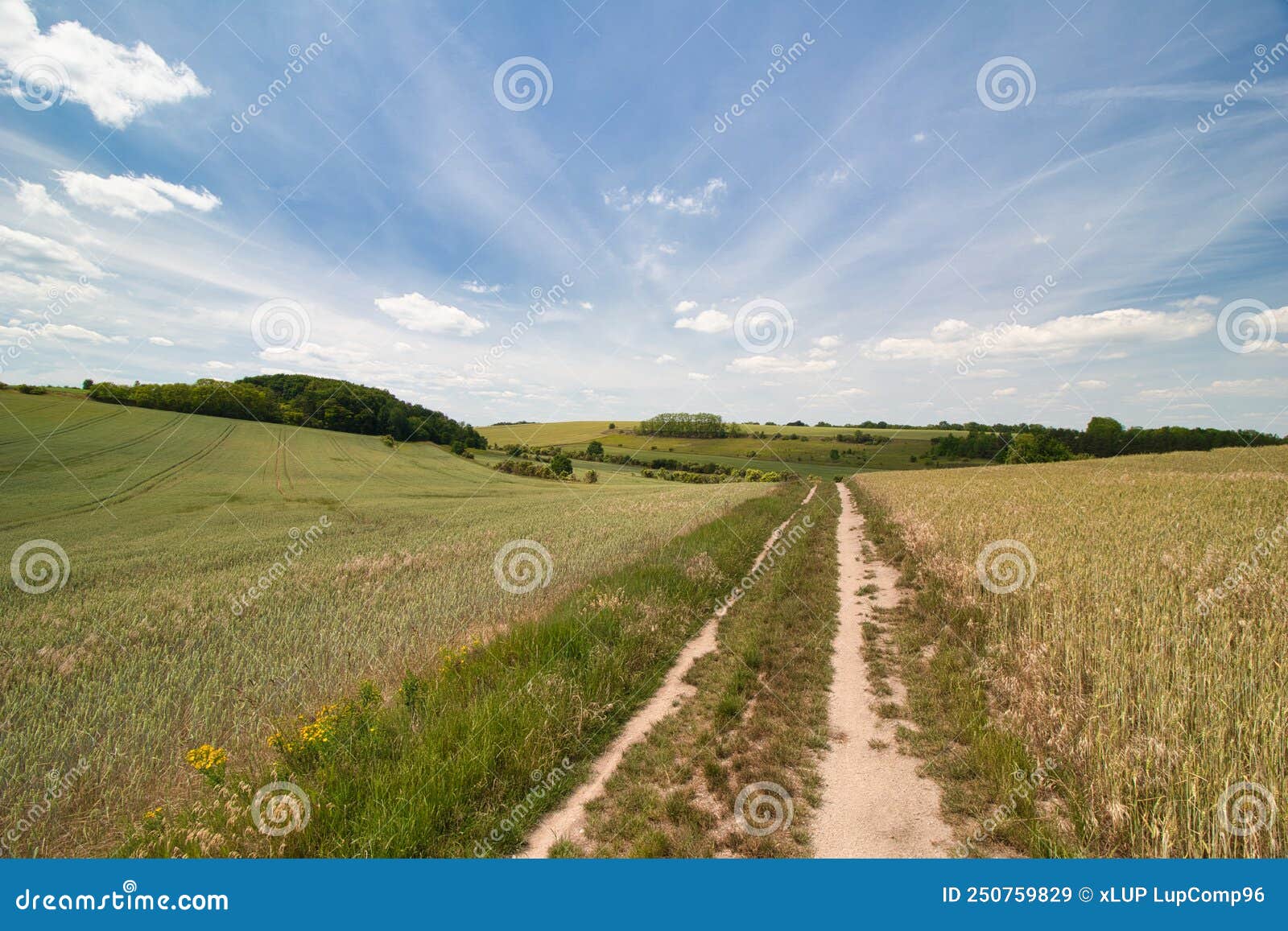 A Dusty Path between Grain Fields in Spring Day Under White Clouds ...