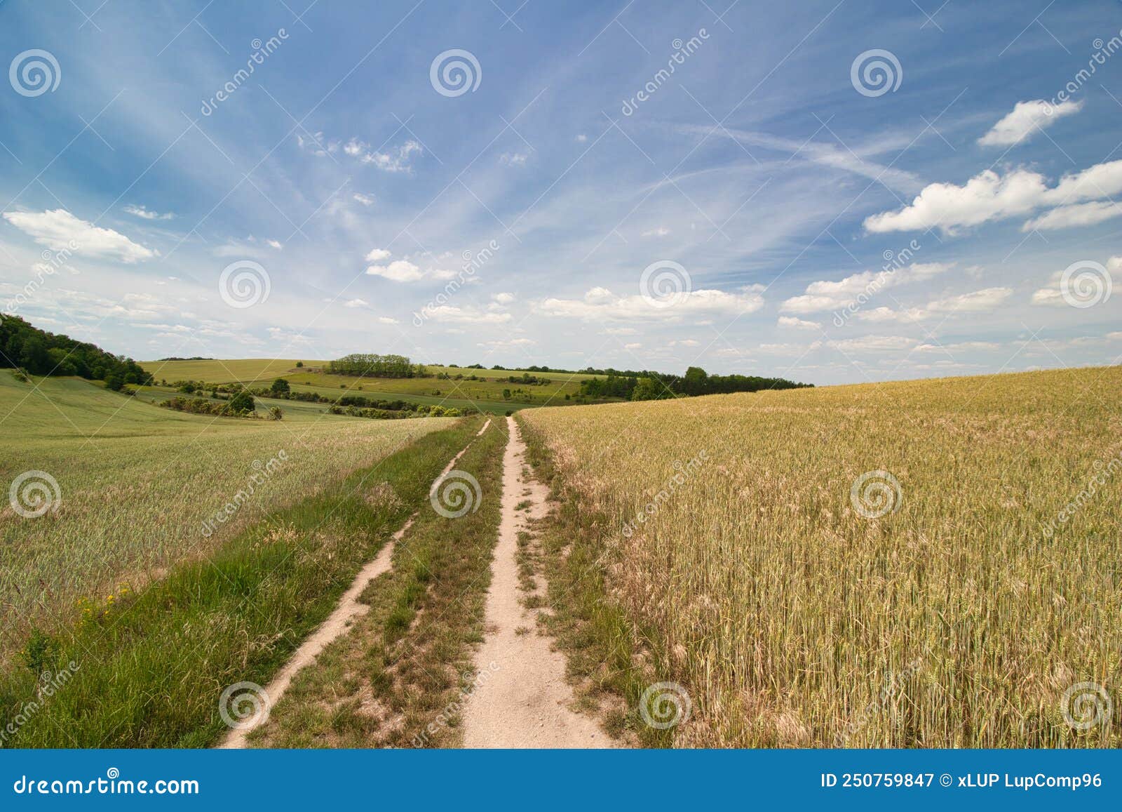 A Dusty Path between Grain Fields in Spring Day Under White Clouds ...