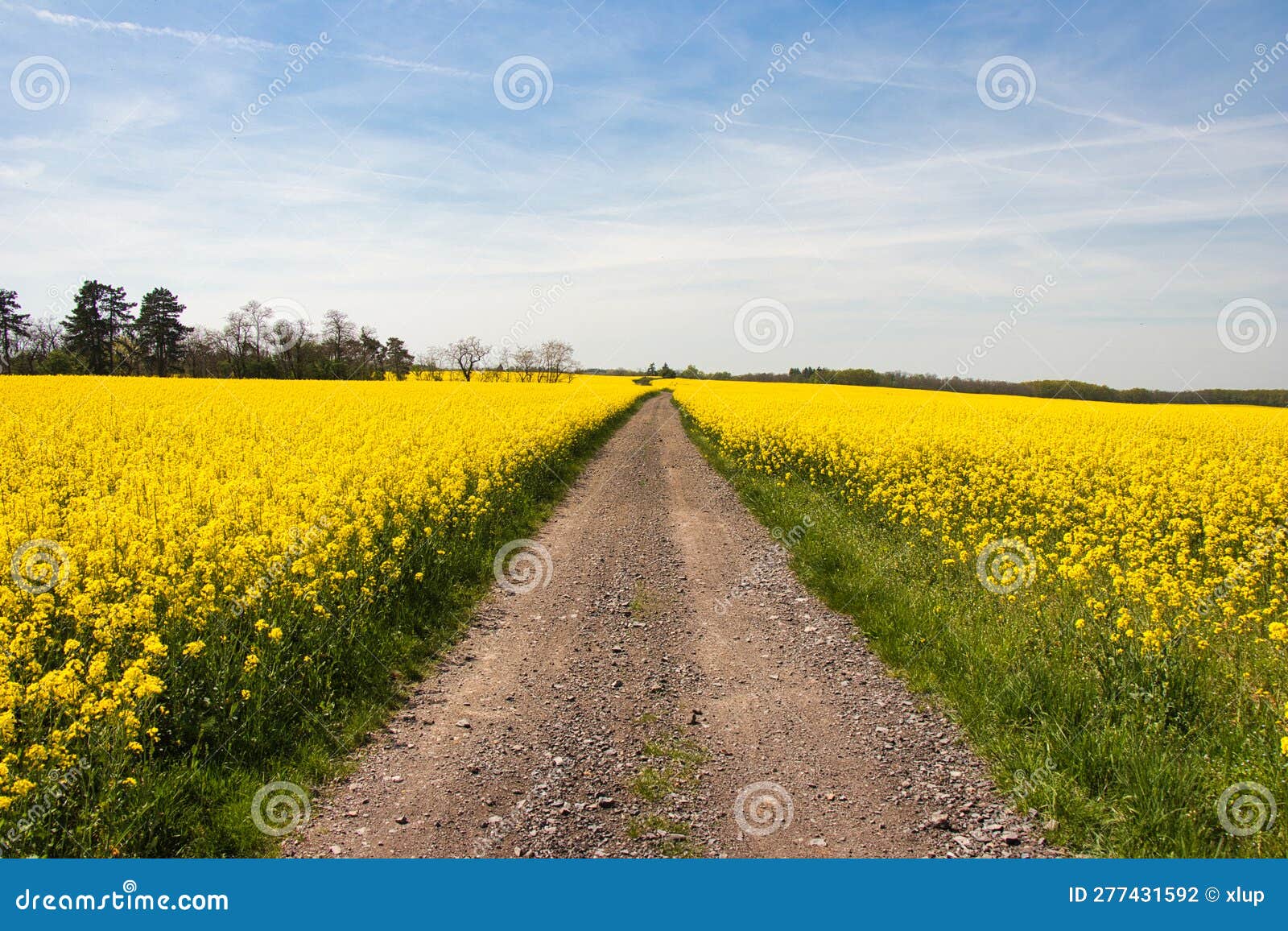 A Dusty Path between Rapeseed Oil Fields in Spring Under White Clouds ...