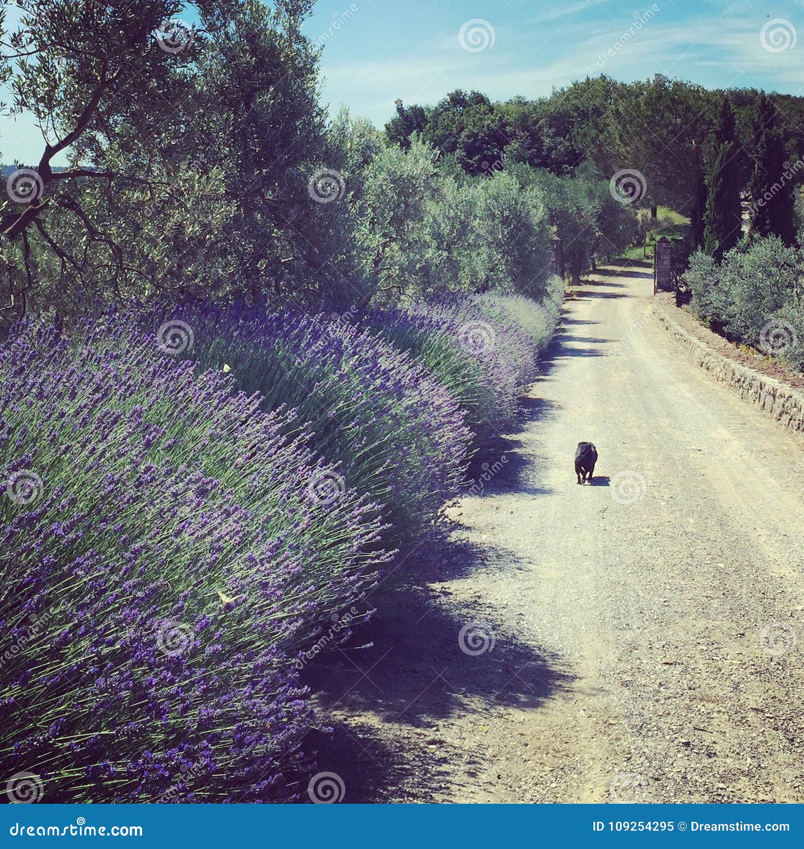 Dusty path stock image. Image of path, spring, dusty - 109254295