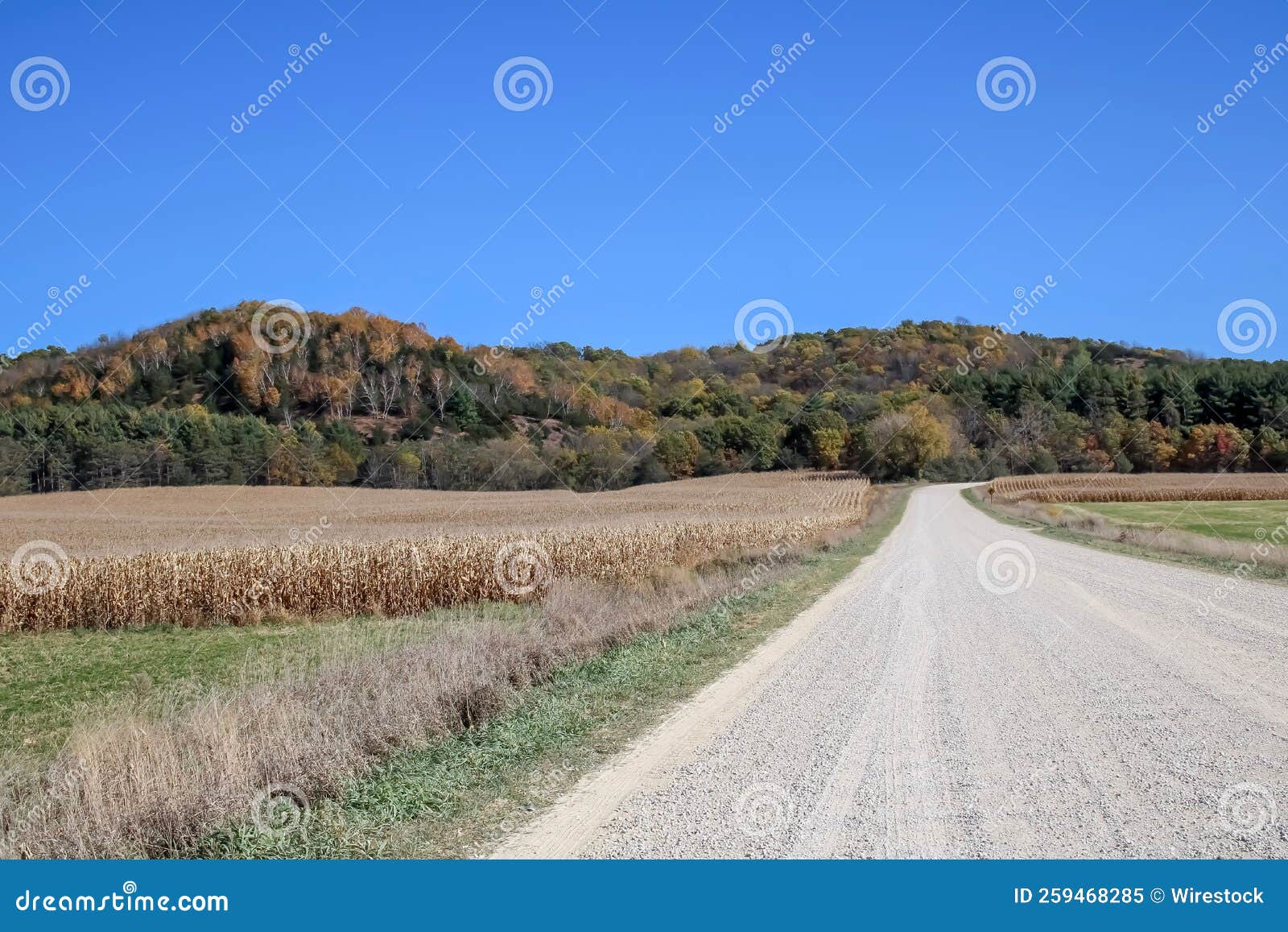 Dusty Path through Yellowing Fields Leading To the Thick Forest, Clear ...