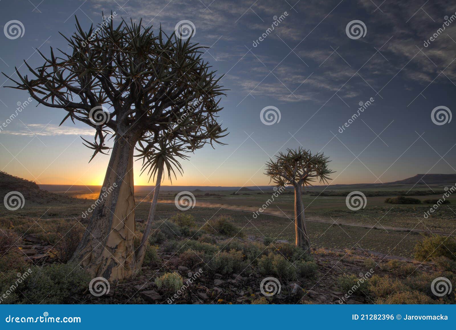 A Dusty Quiver Tree Sunset stock photo. Image of dichotoma - 21282396
