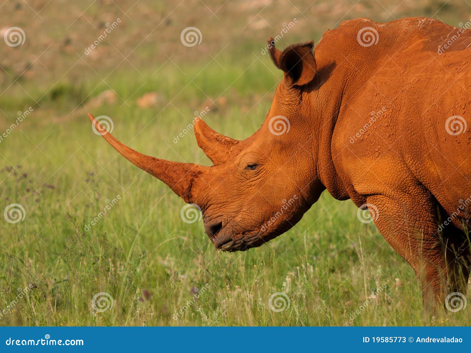 Dusty Rhino at sunset stock image. Image of simum, white - 19585773