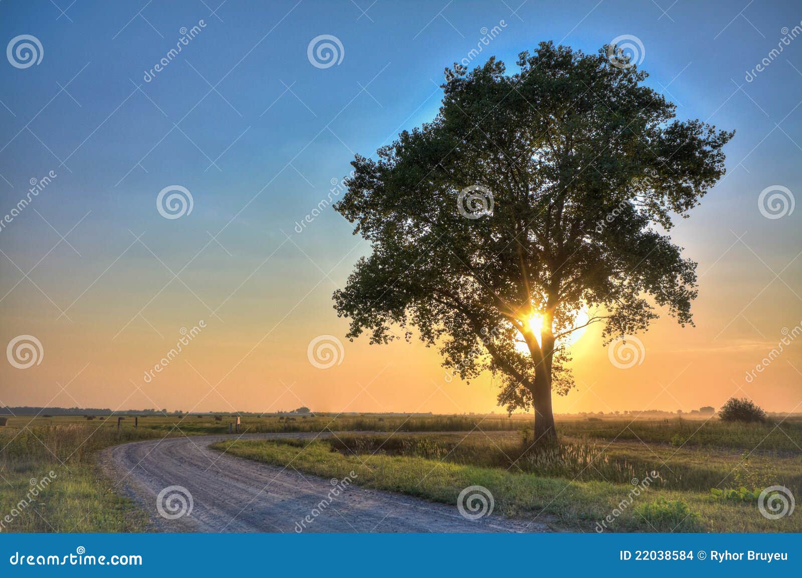 Dusty road with alone tree stock photo. Image of countryside - 22038584