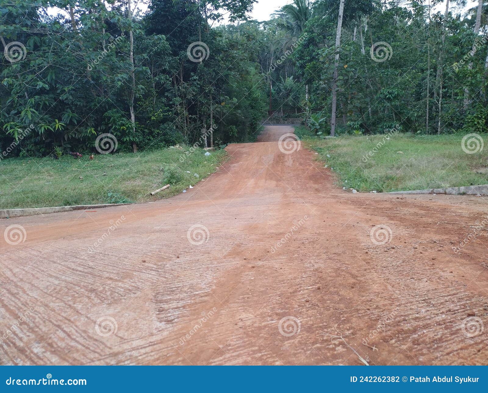 Dusty Road in Forest stock photo. Image of trail, wall - 242262382