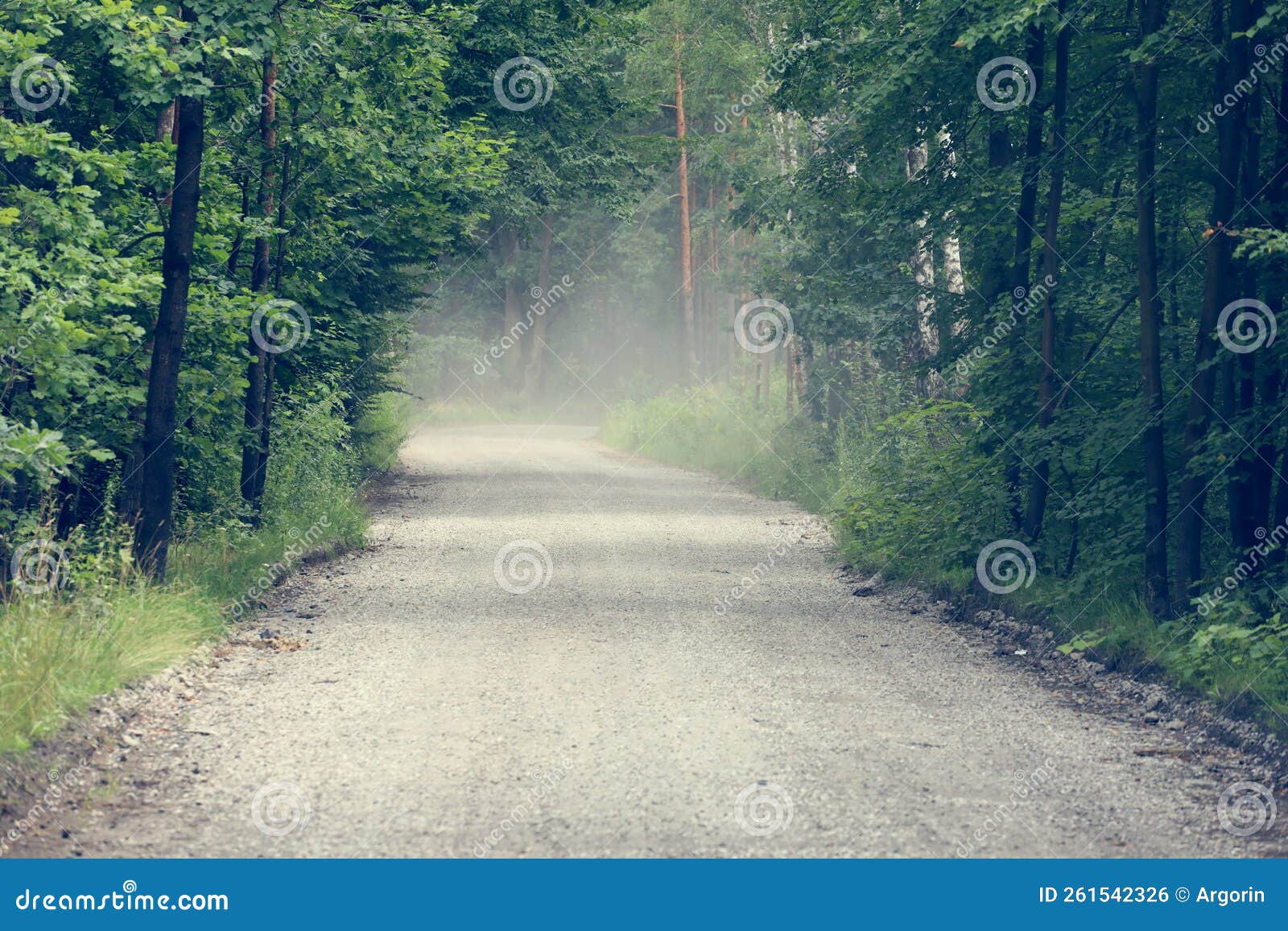 Dusty road in the forest stock photo. Image of tree - 261542326