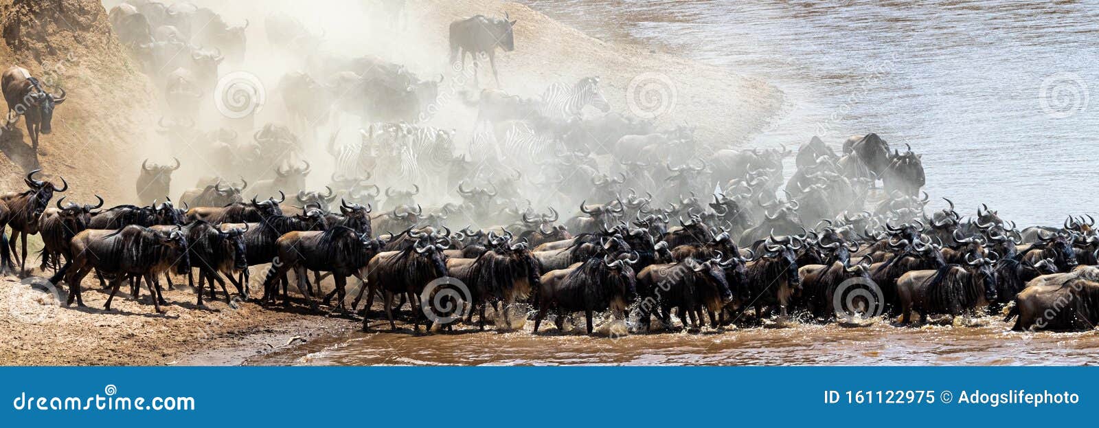 Dusty Scene of Wildebeest Crossing Mara River Stock Image - Image of ...