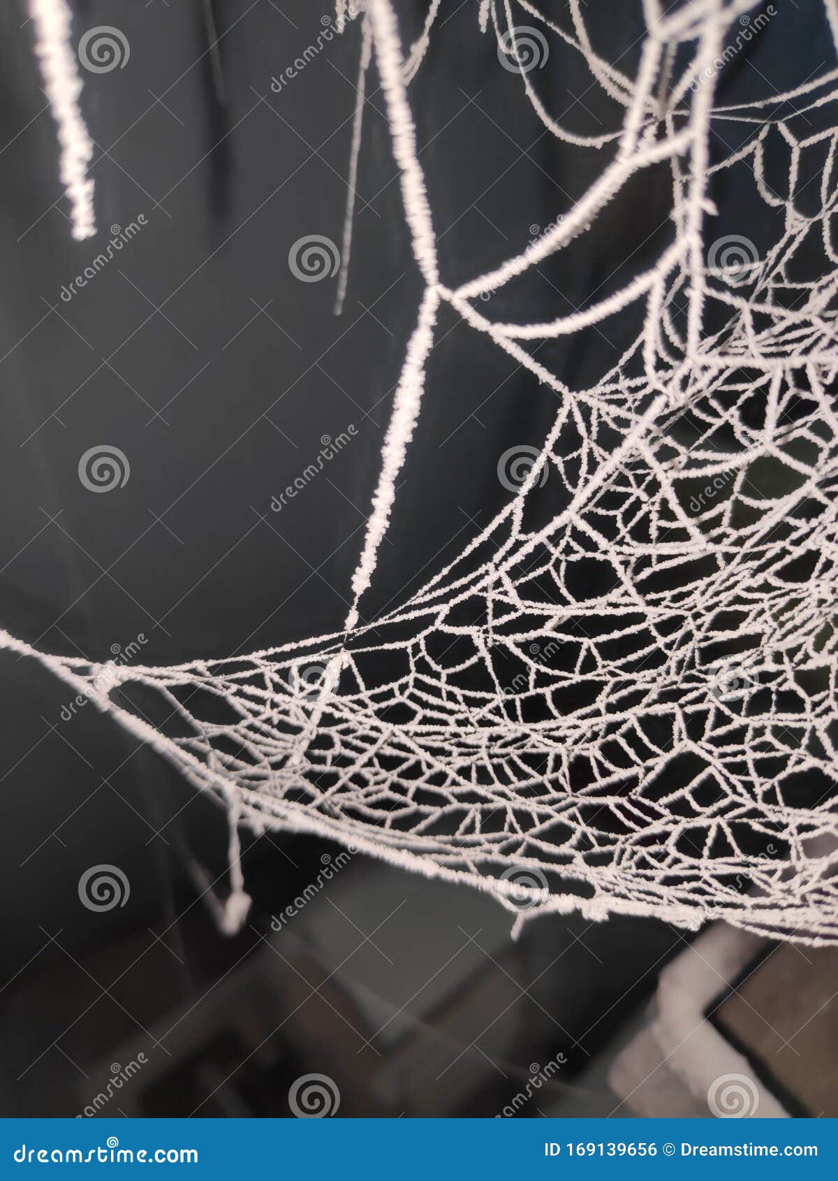 Dusty spider web stock photo. Image of dusty, night - 169139656