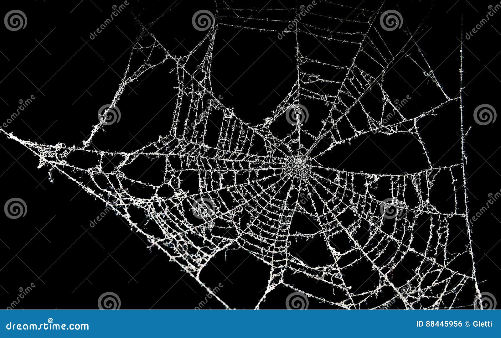 Dusty spider web stock photo. Image of black, nature - 88445956