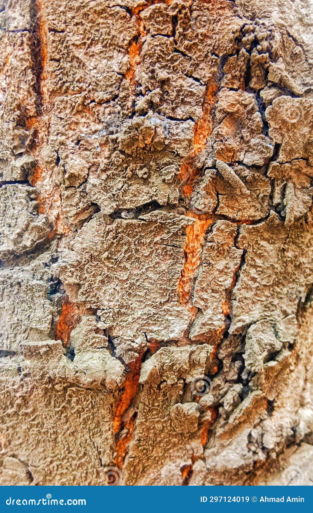Dusty tree bark stock image. Image of bark, dusty, tree - 297124019