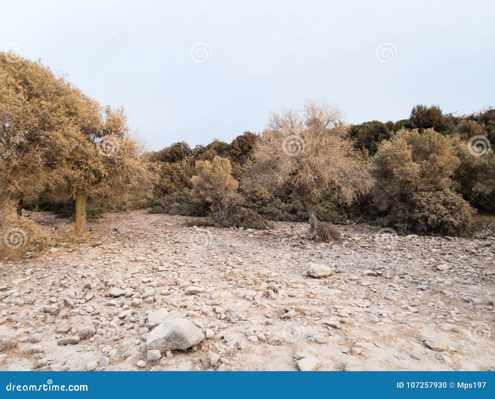 Dusty trees stock photo. Image of coat, grit, coated - 107257930