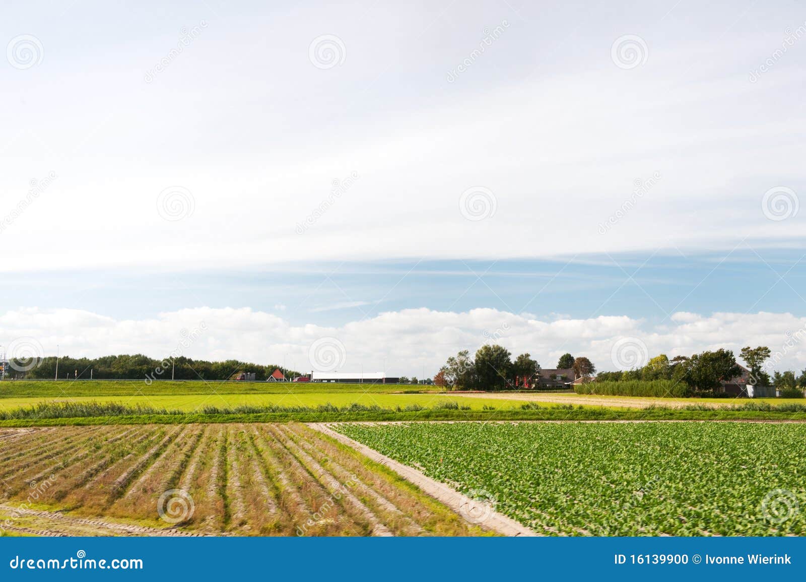 Dutch Agriculture Landscape Stock Photo - Image of farmhouses, fields ...