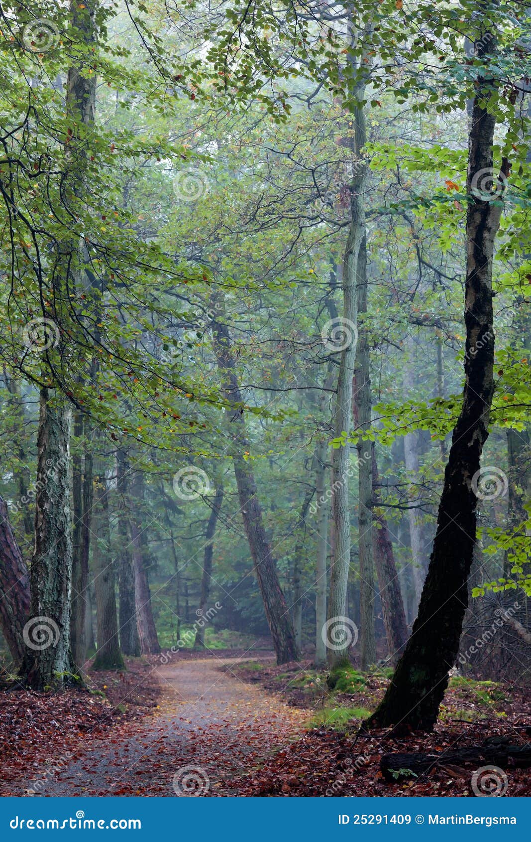 Dutch Autumn Fall Forest Scene Stock Image - Image of park, beautiful ...