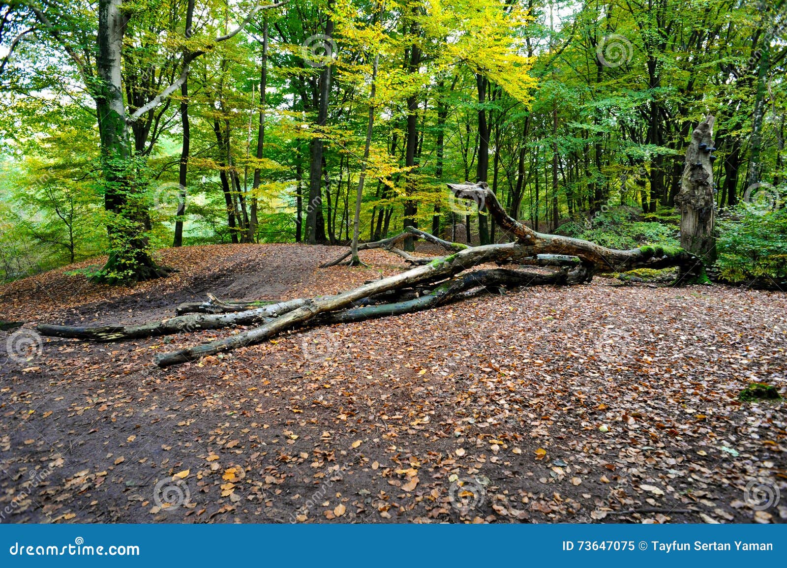 Dutch Autumn Forest Scenery with Fallen Trees Stock Image - Image of ...