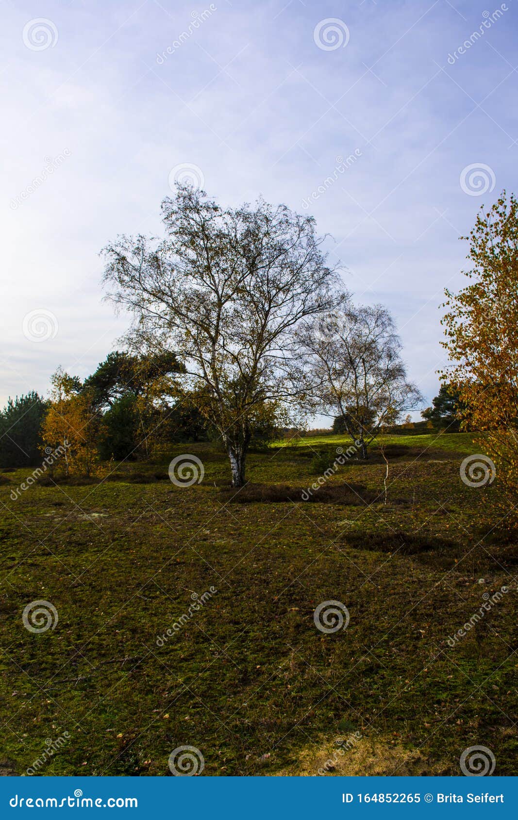 Dutch Autumn Landscape with Beautiful Colored Trees Stock Image - Image ...
