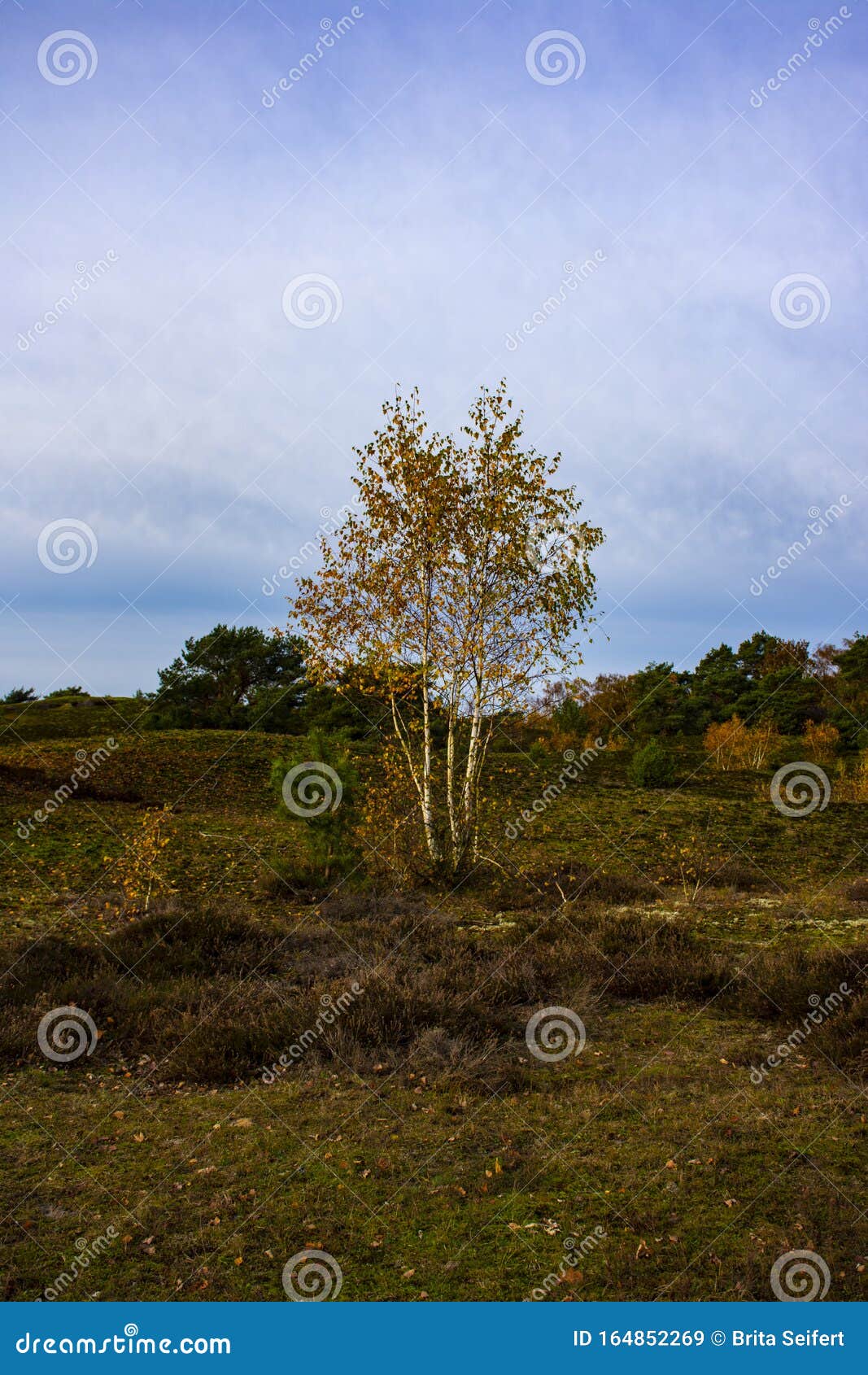 Dutch Autumn Landscape with Beautiful Colored Trees Stock Image - Image ...