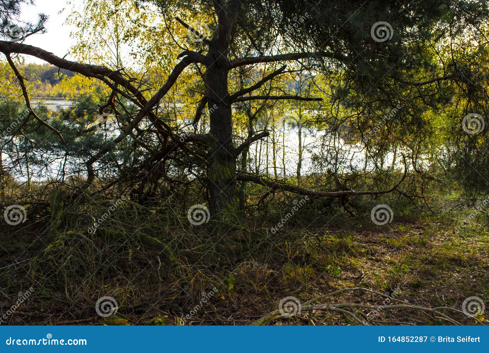 Dutch Autumn Landscape with Beautiful Colored Trees Stock Image - Image ...