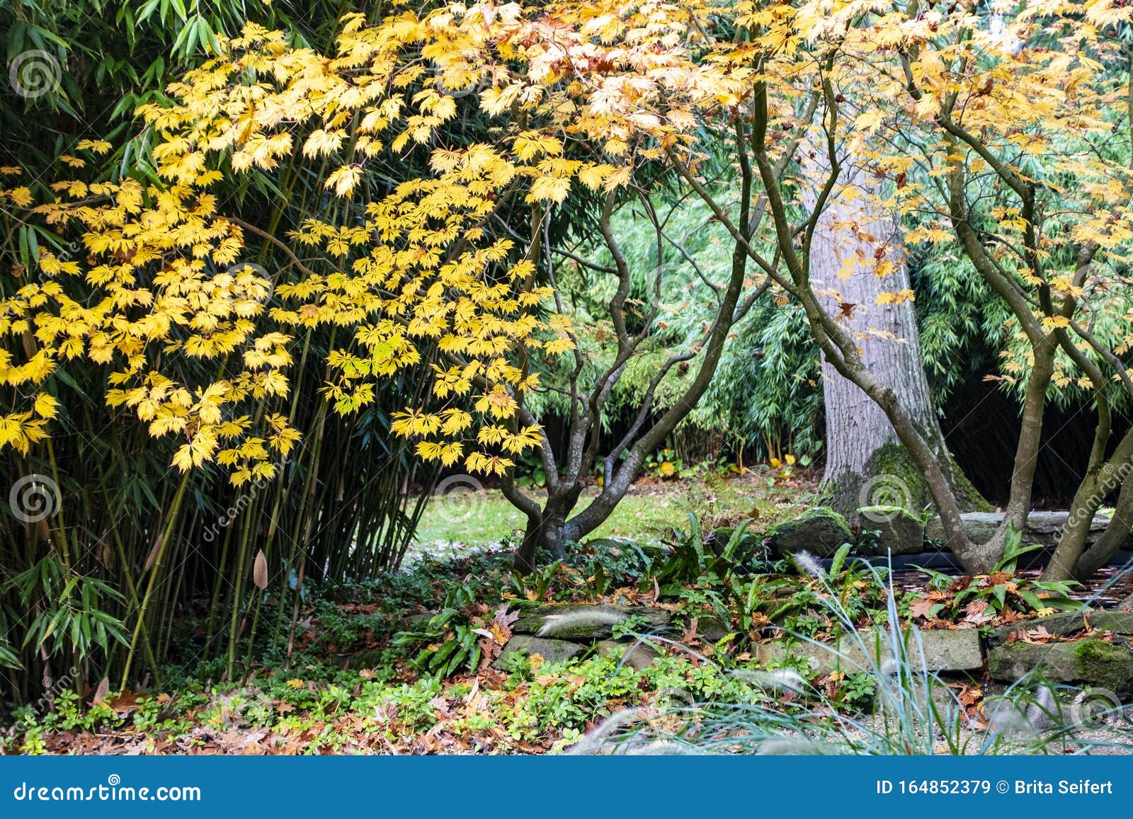Dutch Autumn Landscape with Beautiful Colored Trees Stock Image - Image ...