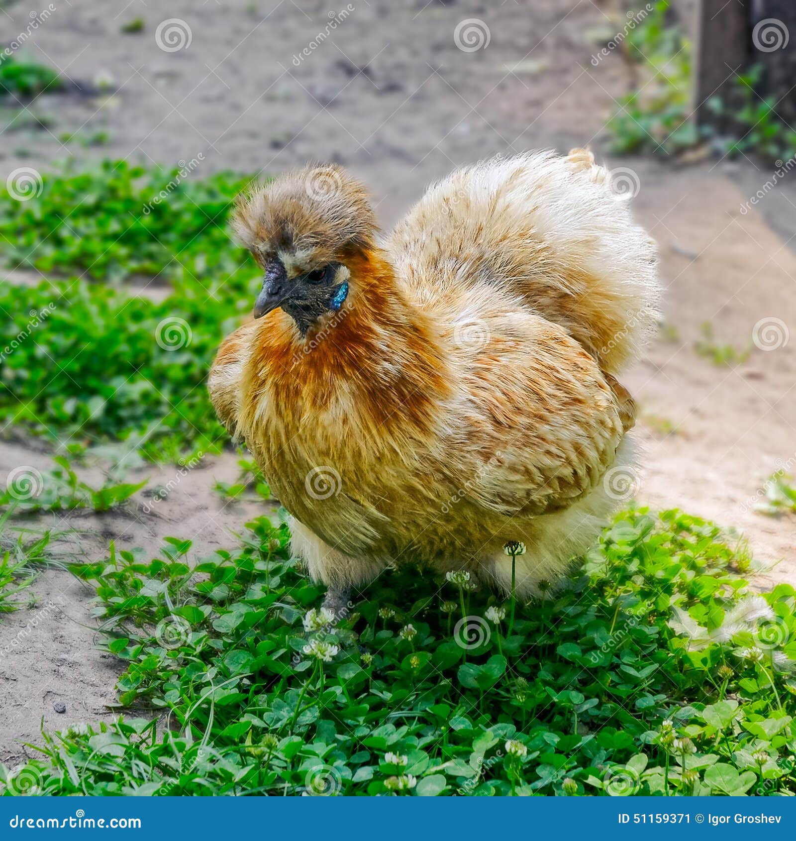 Dutch bantam hen stock image. Image of animal, poultry - 51159371