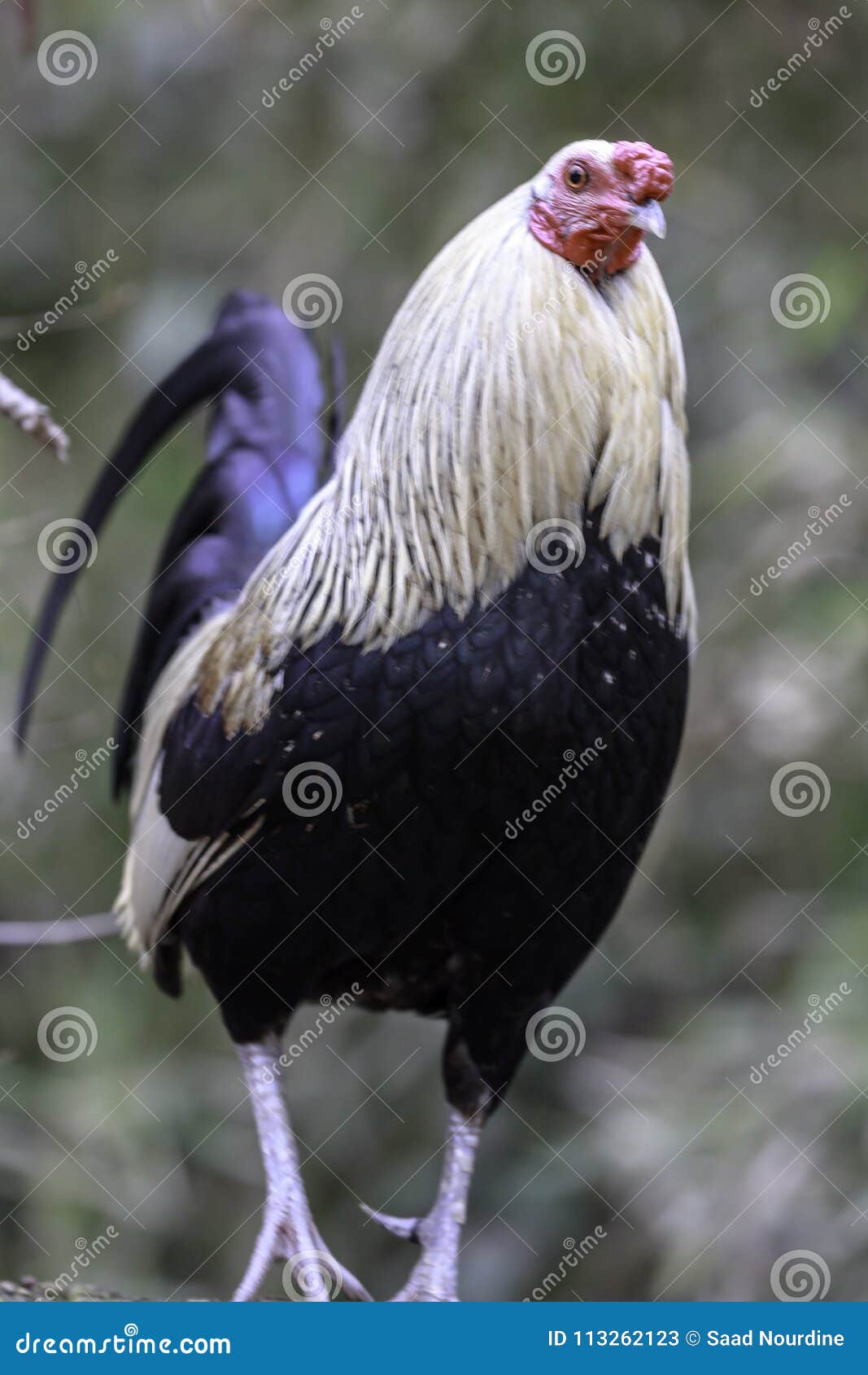 Dutch Bantam pullet stock image. Image of domesticated - 113262123