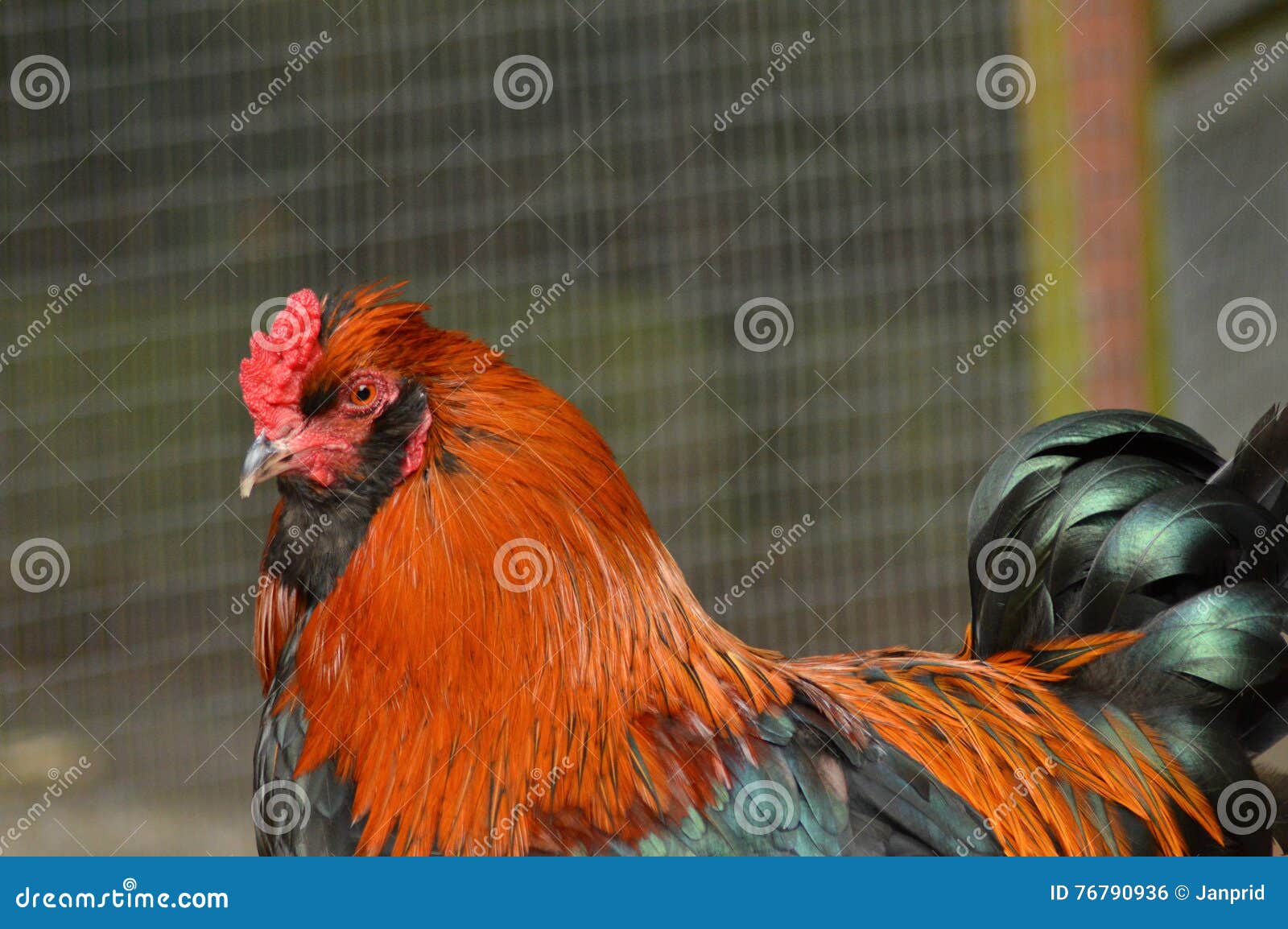 Dutch bantam rooster stock photo. Image of chicken, farm - 76790936