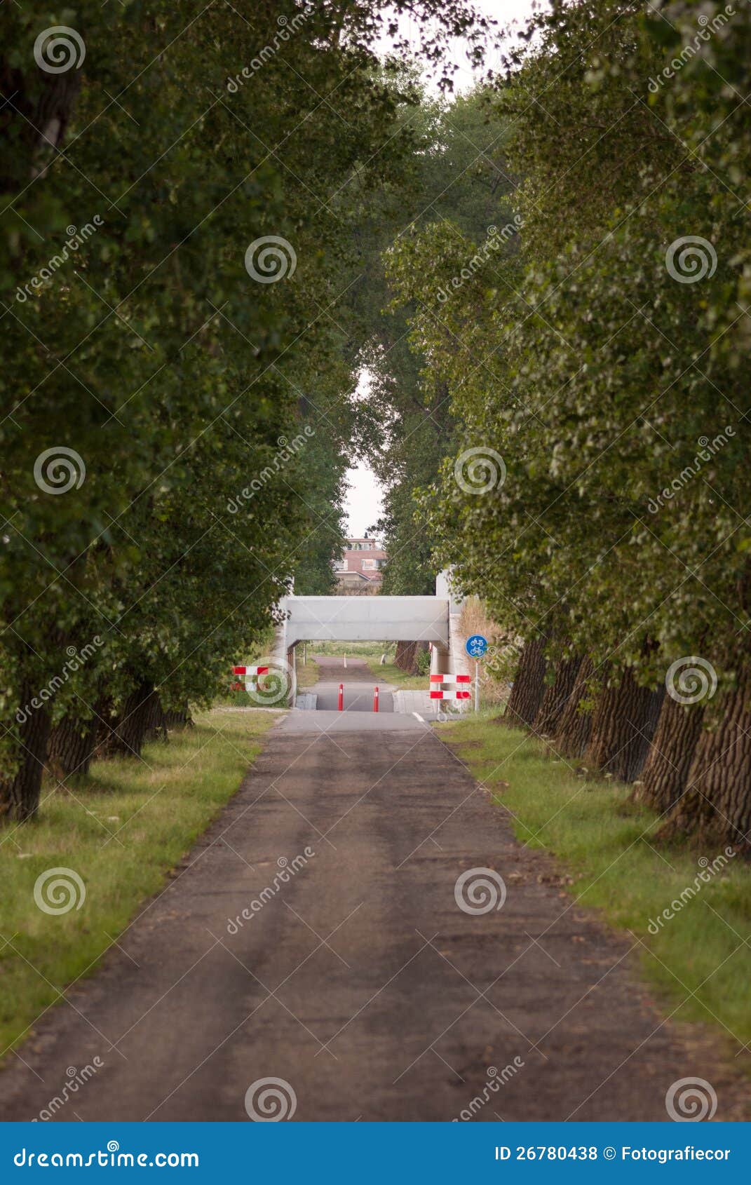 Dutch Bike Path stock photo. Image of city, branch, nature - 26780438