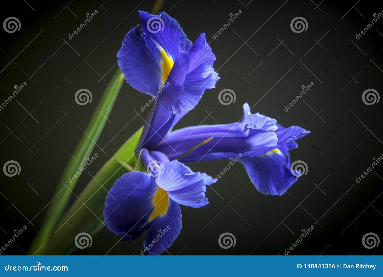 Dutch Blue Iris on Black Background Stock Photo - Image of yellow ...