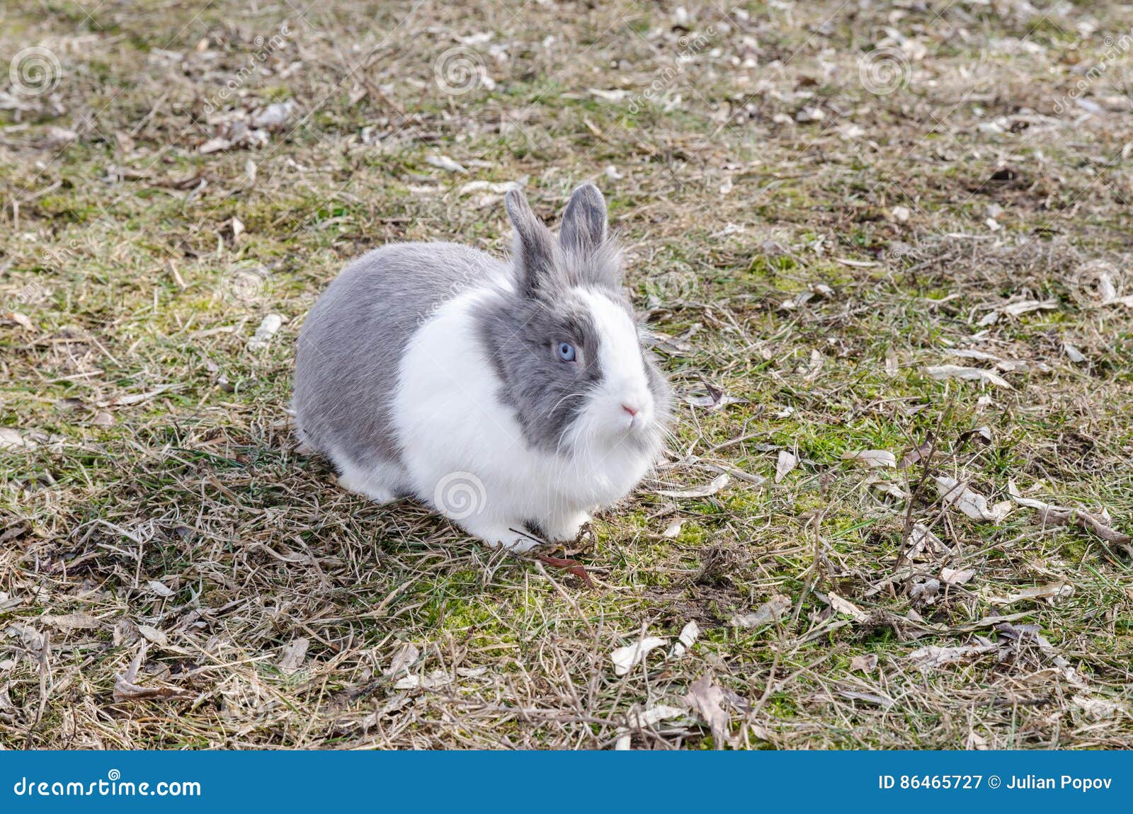 Dutch blue rabbit close-up stock image. Image of netherland - 86465727