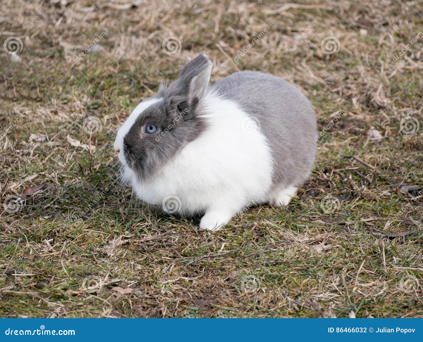 Dutch blue rabbit close-up stock photo. Image of nest - 86466032
