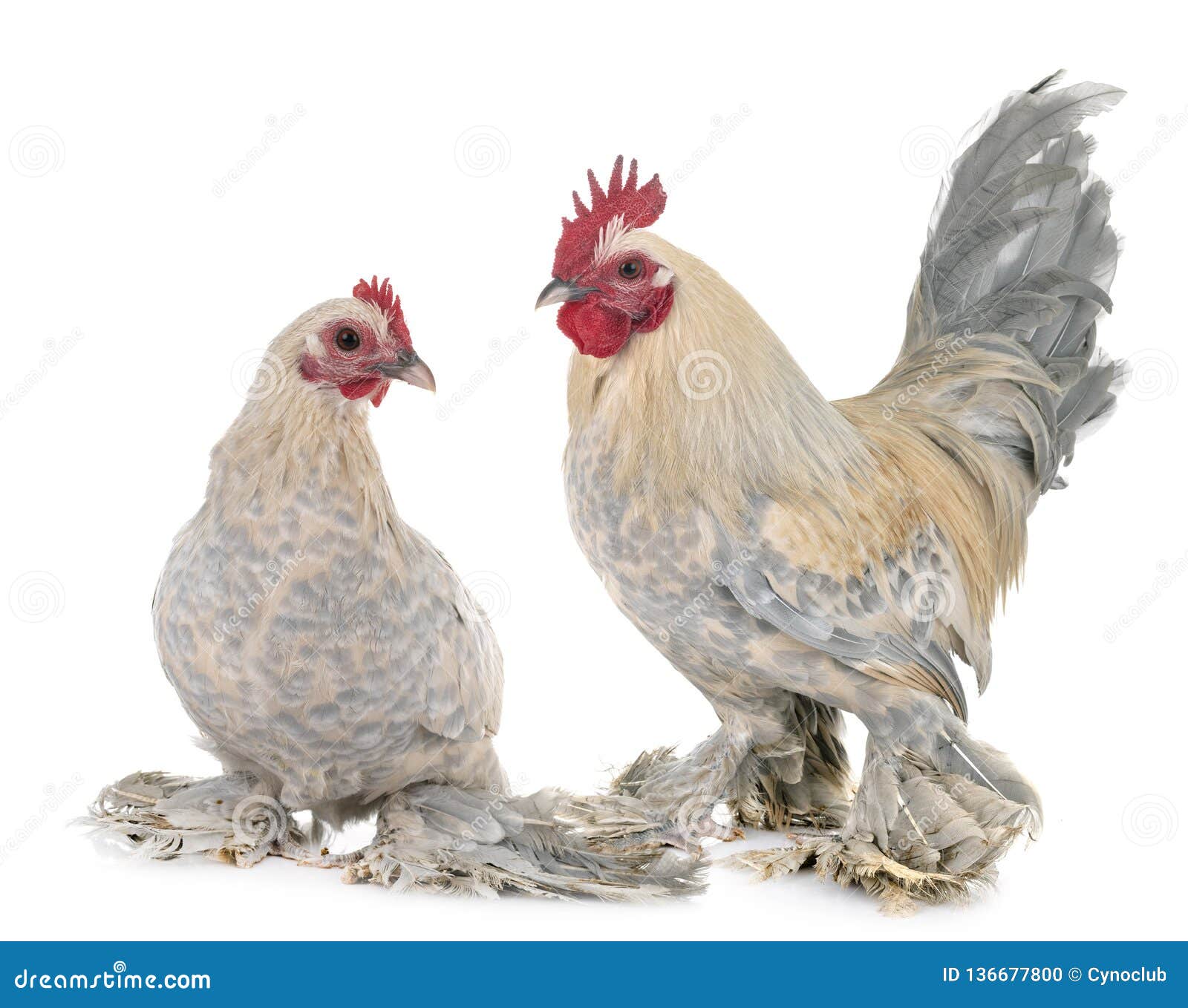 Dutch Booted Bantam stock photo. Image of poultry, couple - 136677800