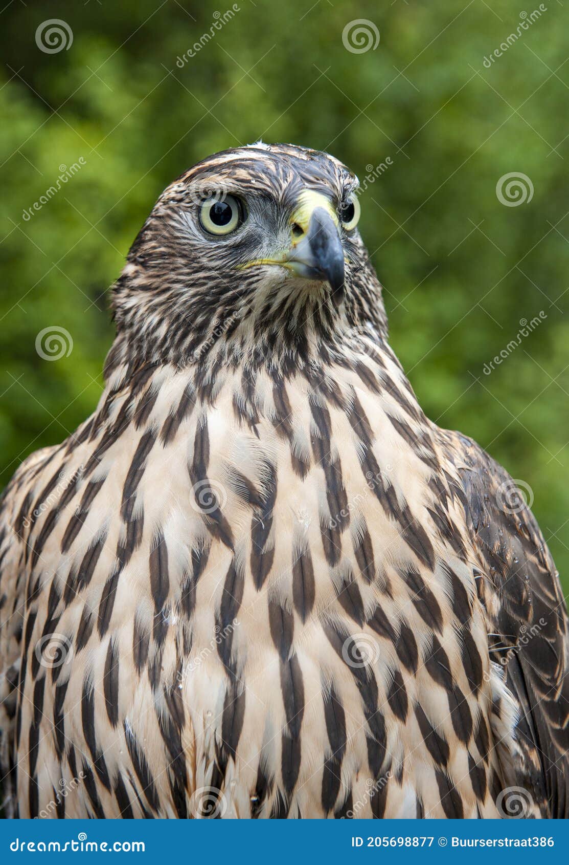 A Dutch Brown Feathered Hawk Stock Image - Image of eagle, flight ...