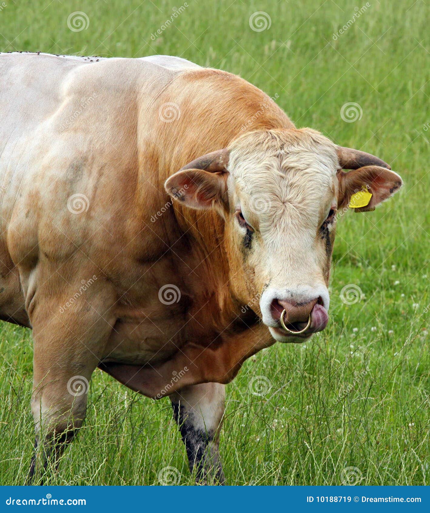 Dutch bull stock image. Image of cheese, farming, dutch - 10188719