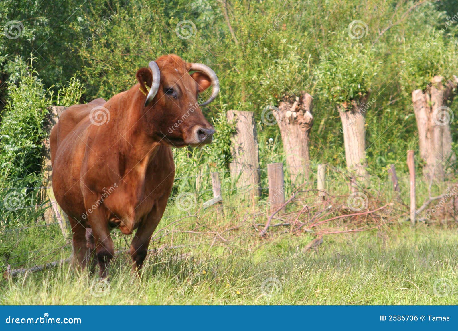 Dutch Bull stock photo. Image of beast, outside, creature - 2586736