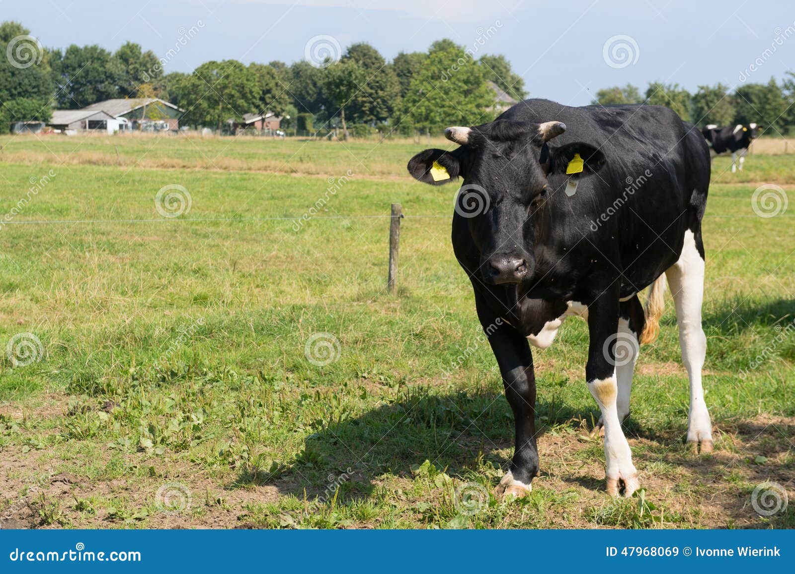 Dutch bull stock image. Image of country, grass, bull - 47968069