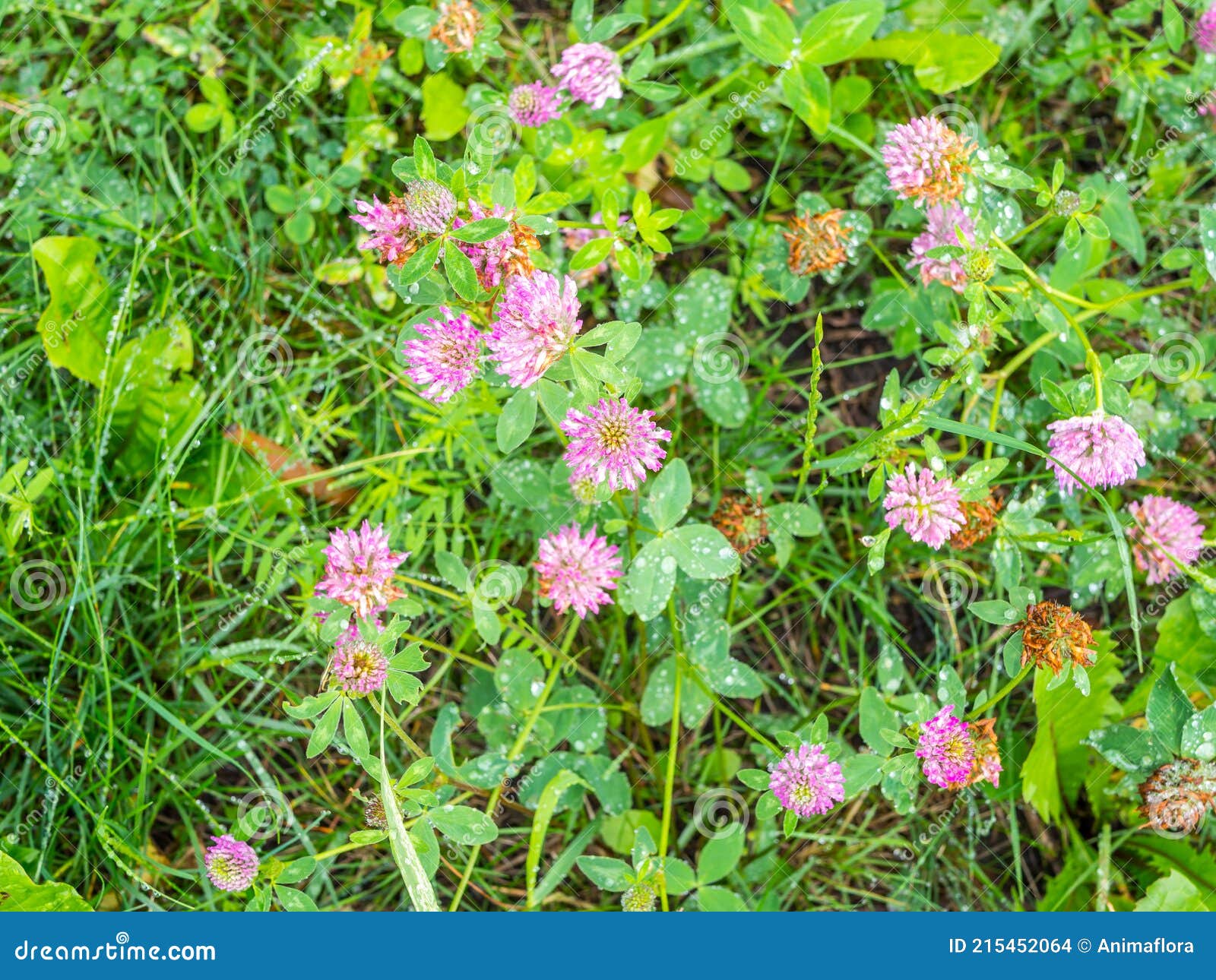 Dutch Clover on Field in the Spring Stock Photo - Image of environment ...