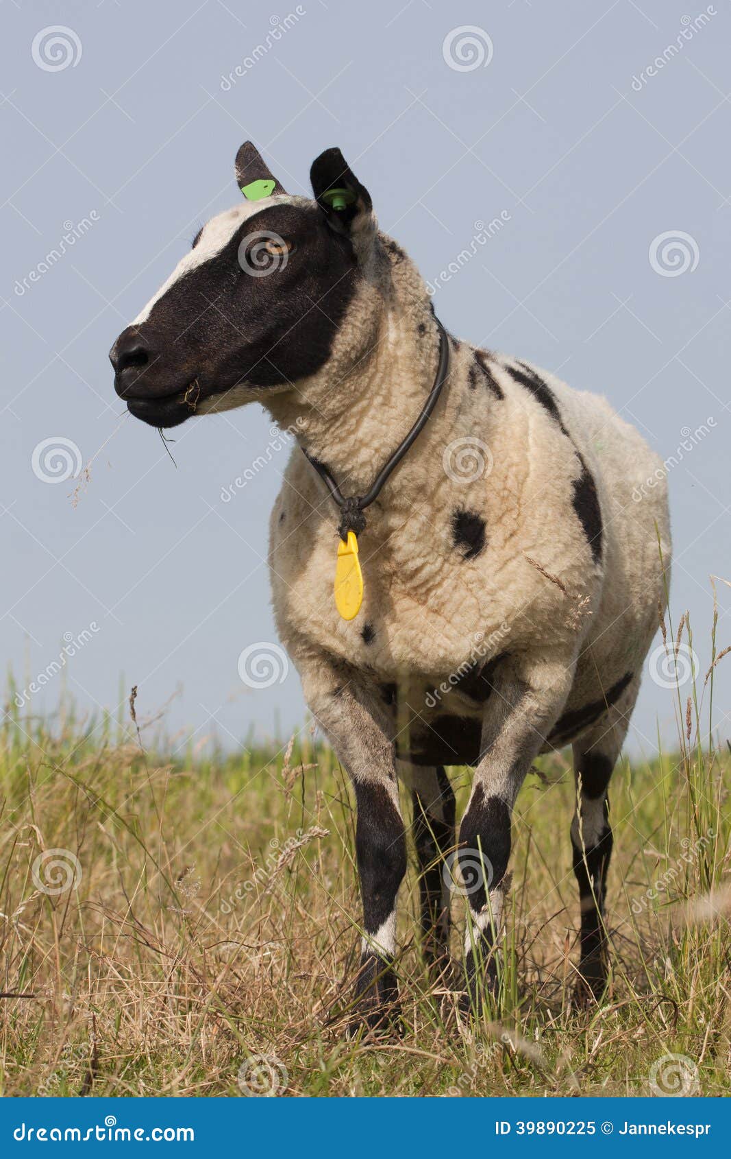 Dutch colored sheep stock image. Image of sheep, farm - 39890225