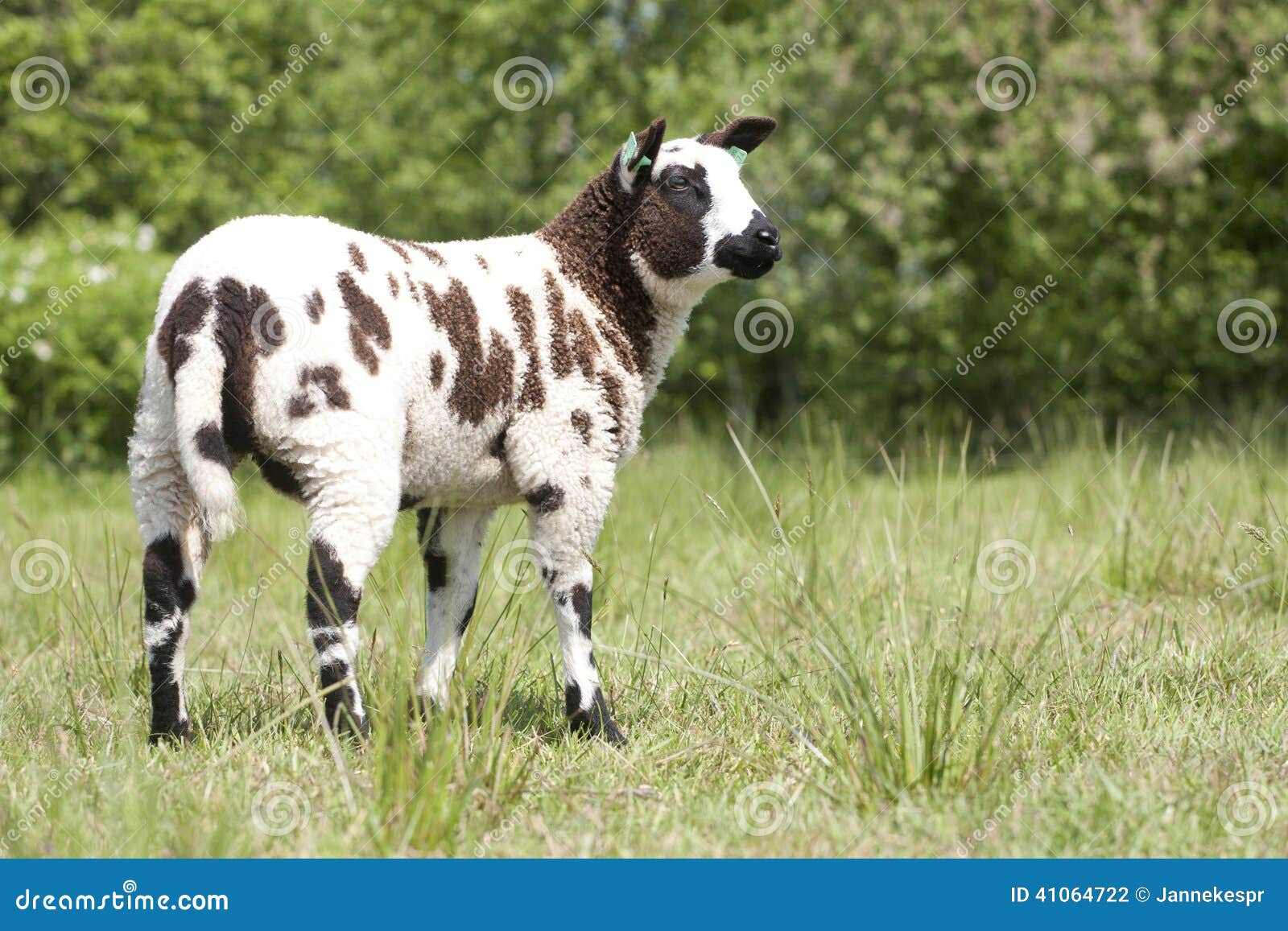 Dutch colored sheep stock photo. Image of grass, animal - 41064722