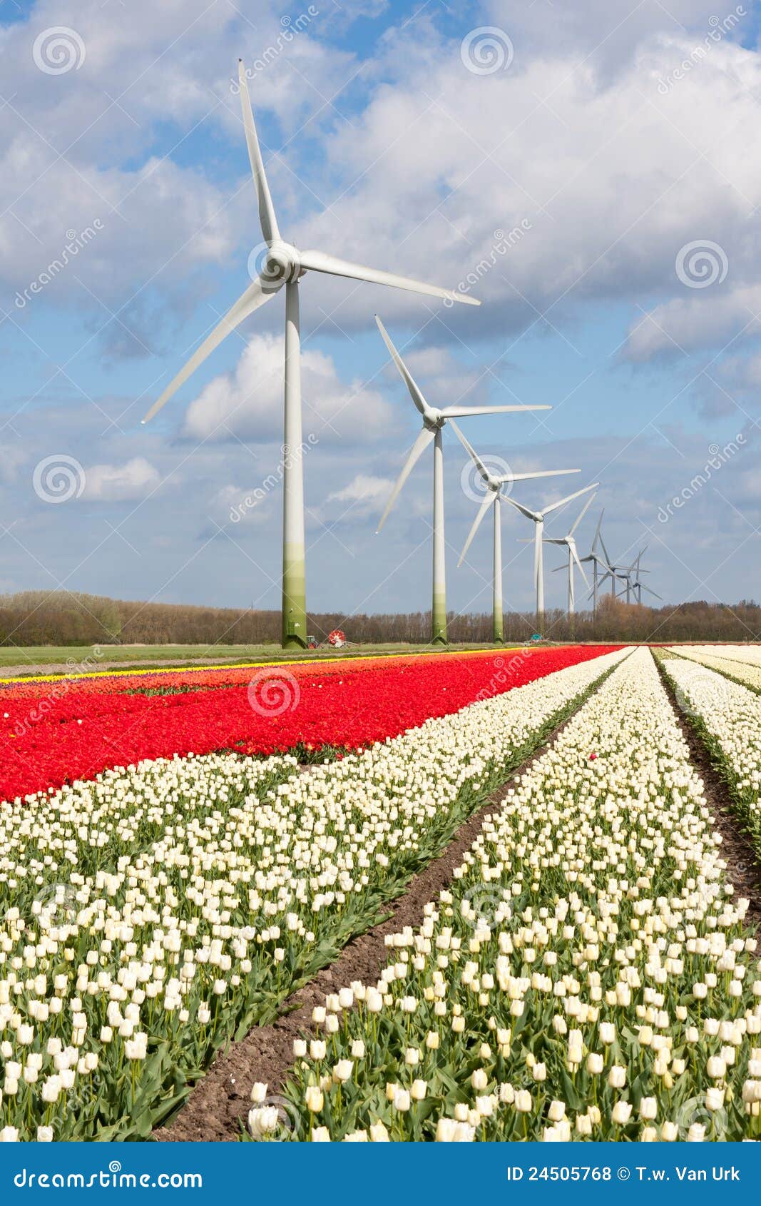 Dutch Colorful Tulip Fields with Wind Turbines Stock Photo - Image of ...