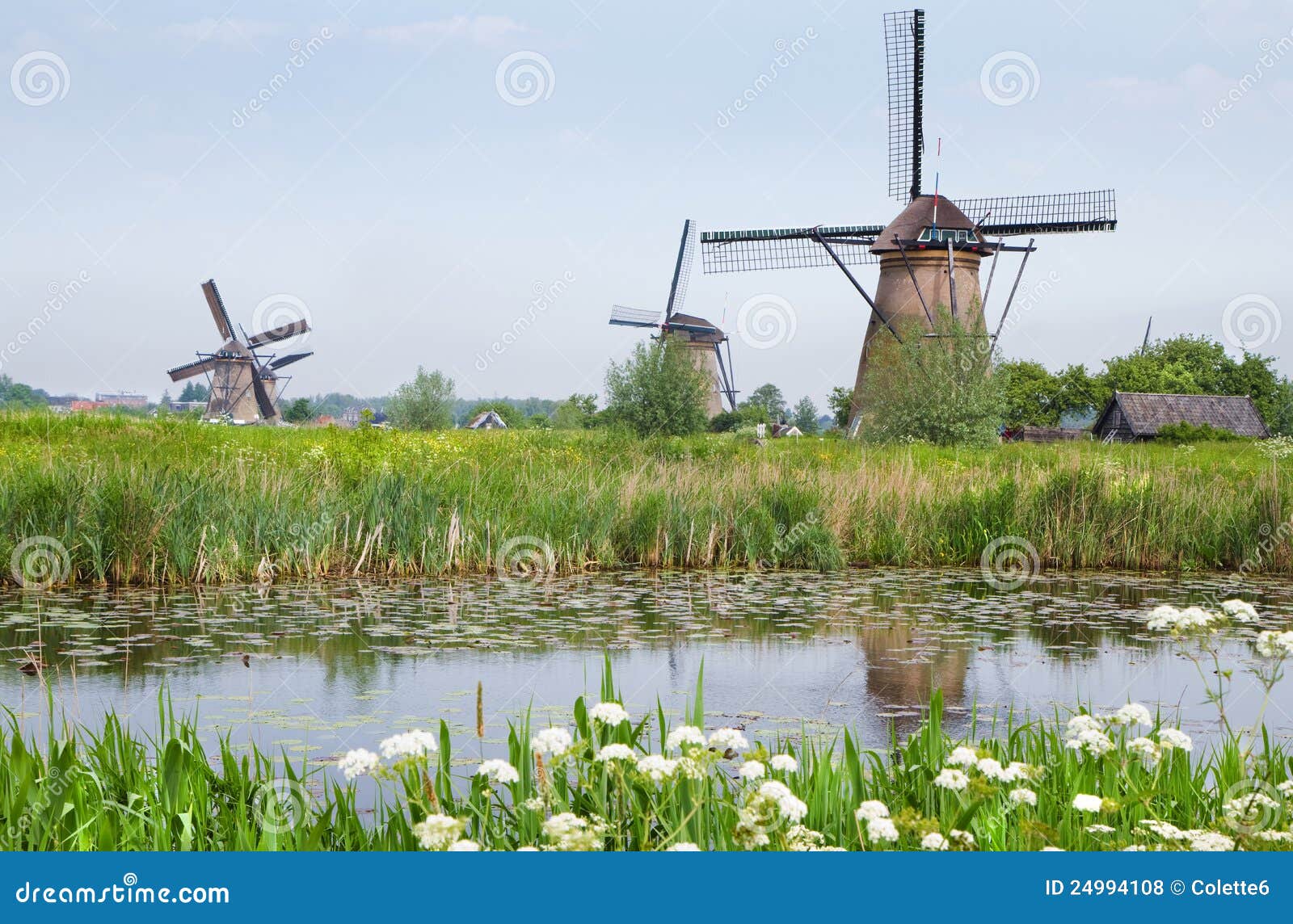 Dutch Country Landscape with Windmills in Spring Stock Photo - Image of ...