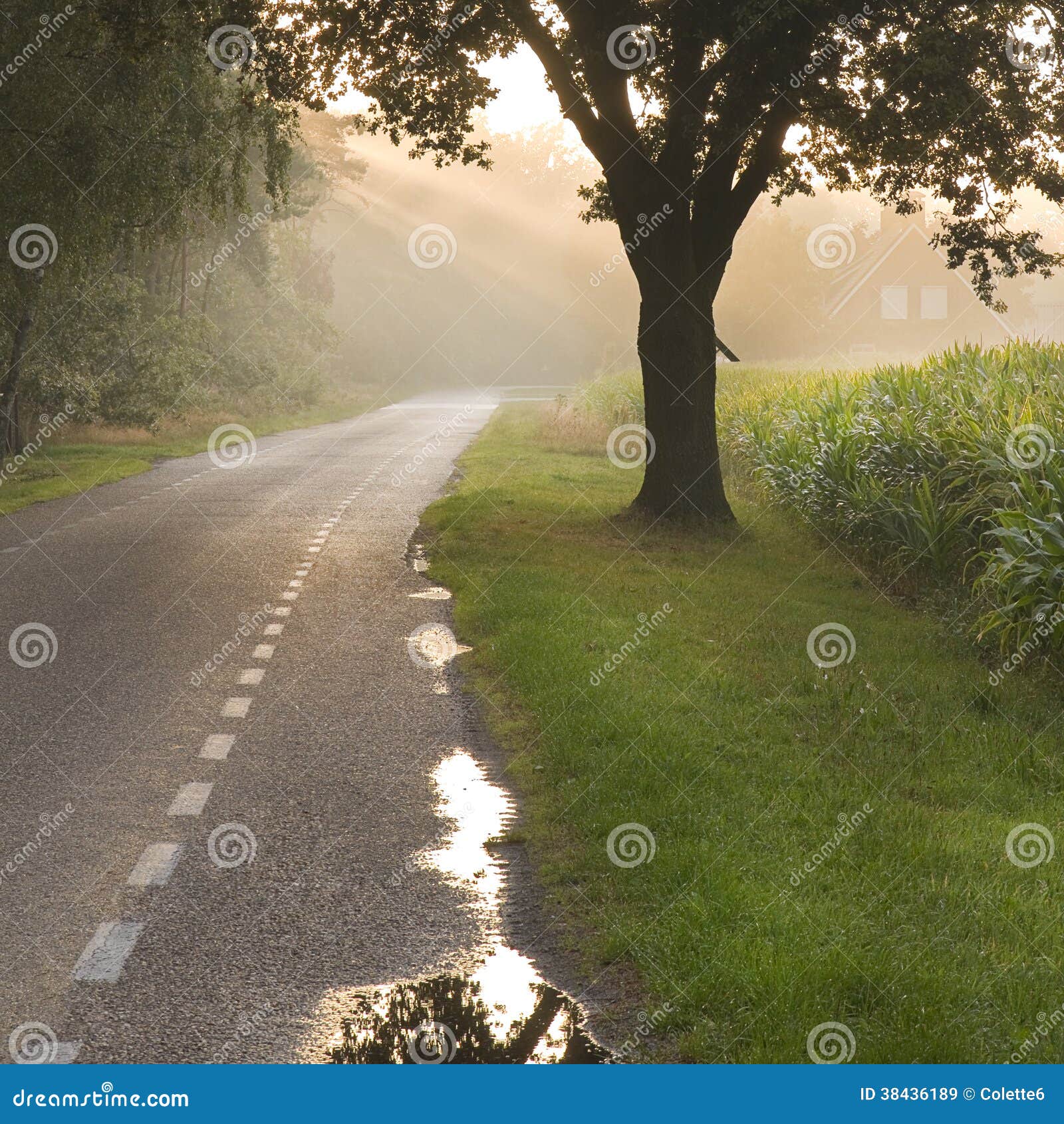 Dutch Country Road and Farm Stock Image - Image of country, sunshine ...