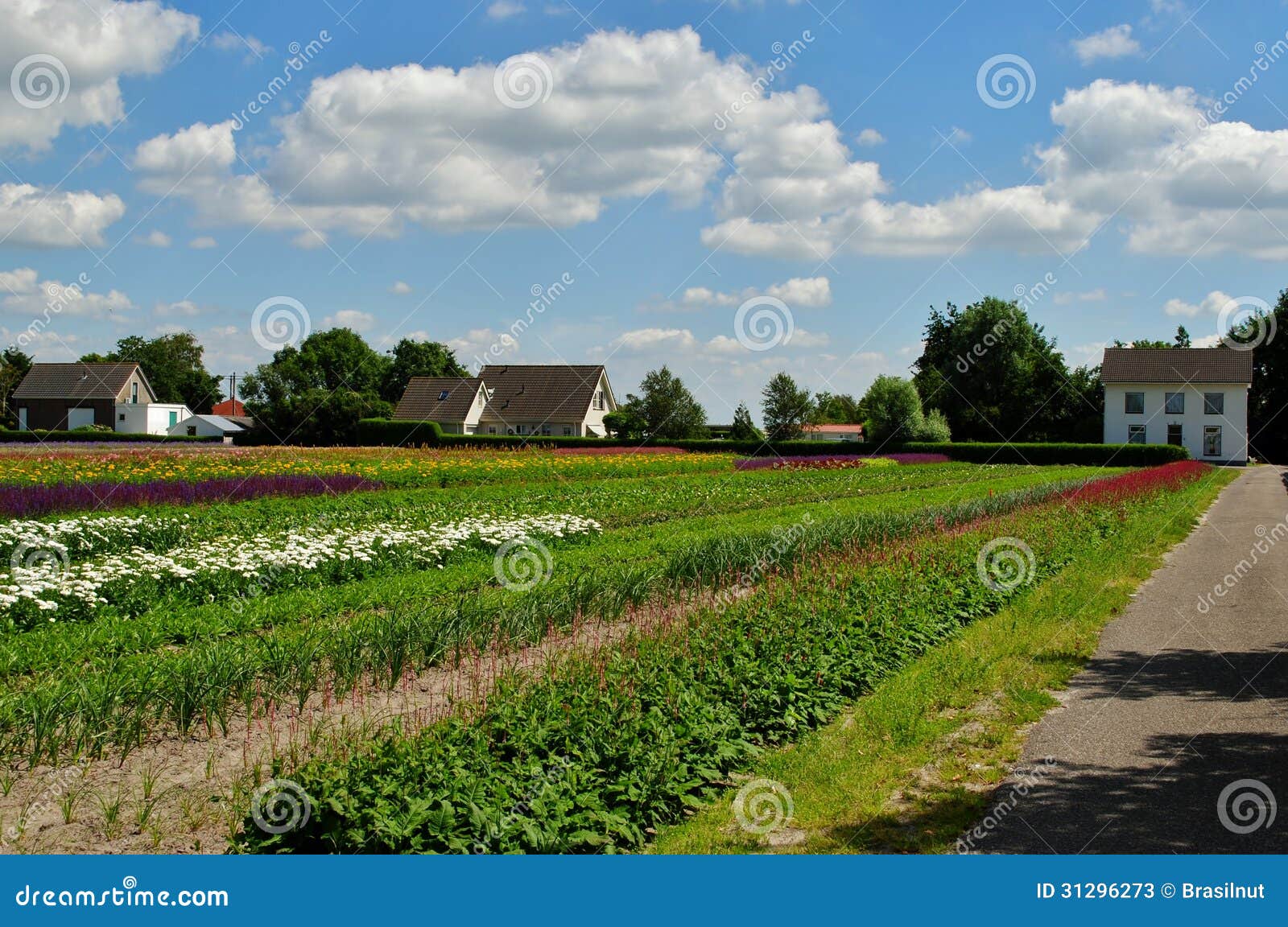 Dutch countryside stock image. Image of shadows, clouds - 31296273